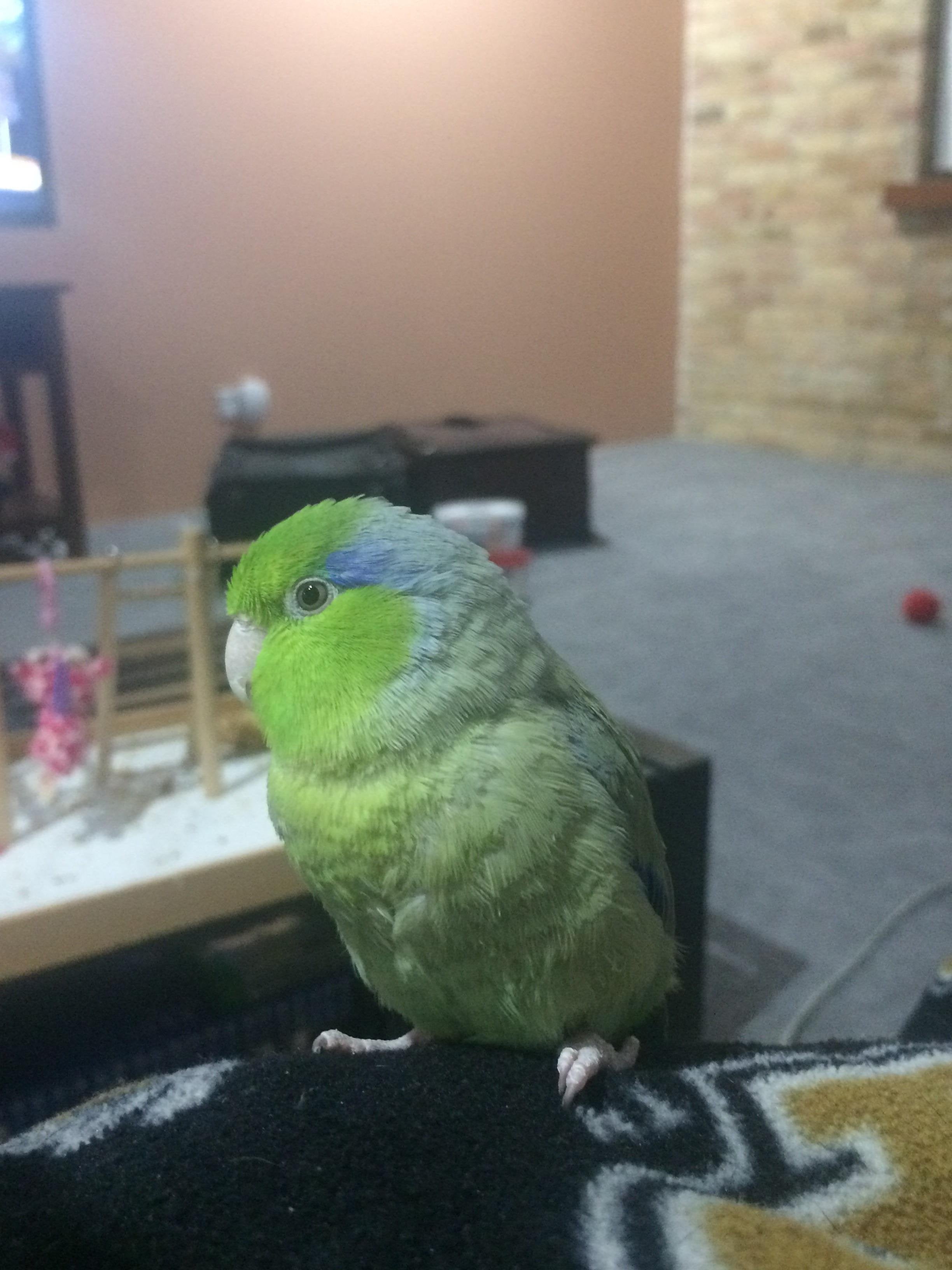 Meet Harley, my 3 year old parrotlet. :] [x-post from r/parrots] | Scrolller