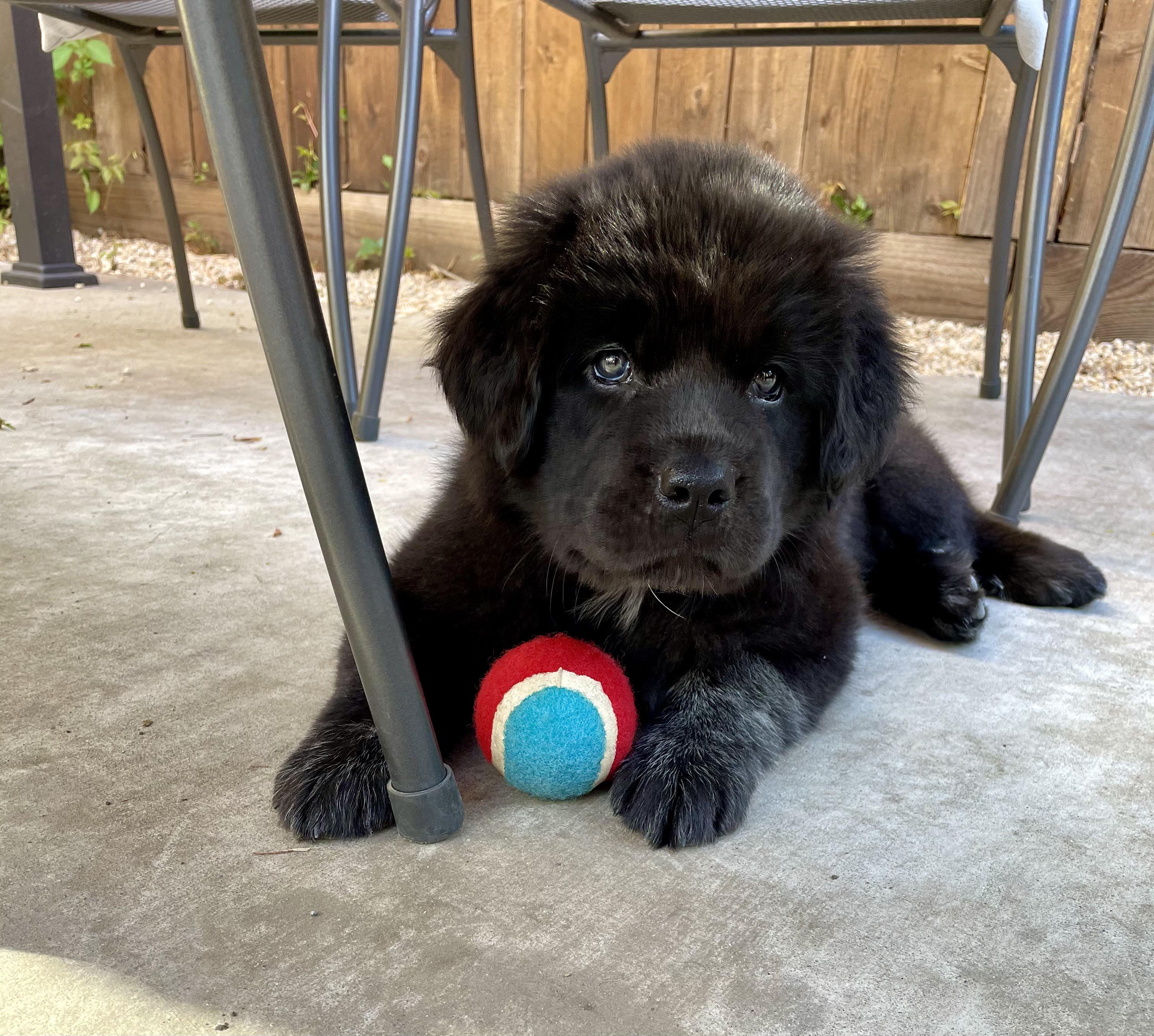 Newfoundland St Bernard Mix