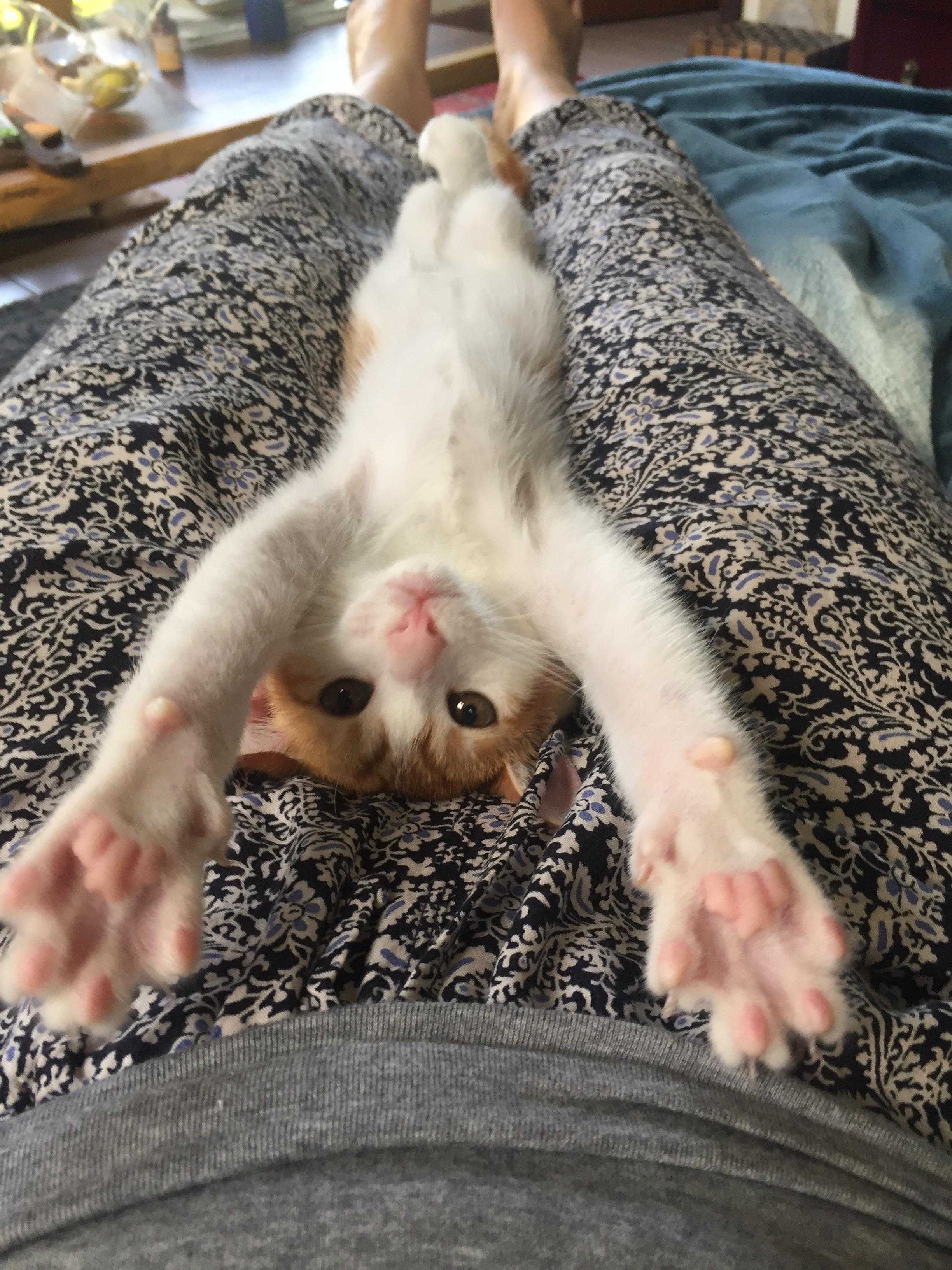 Meet Meelo. The longest of them all. | Scrolller