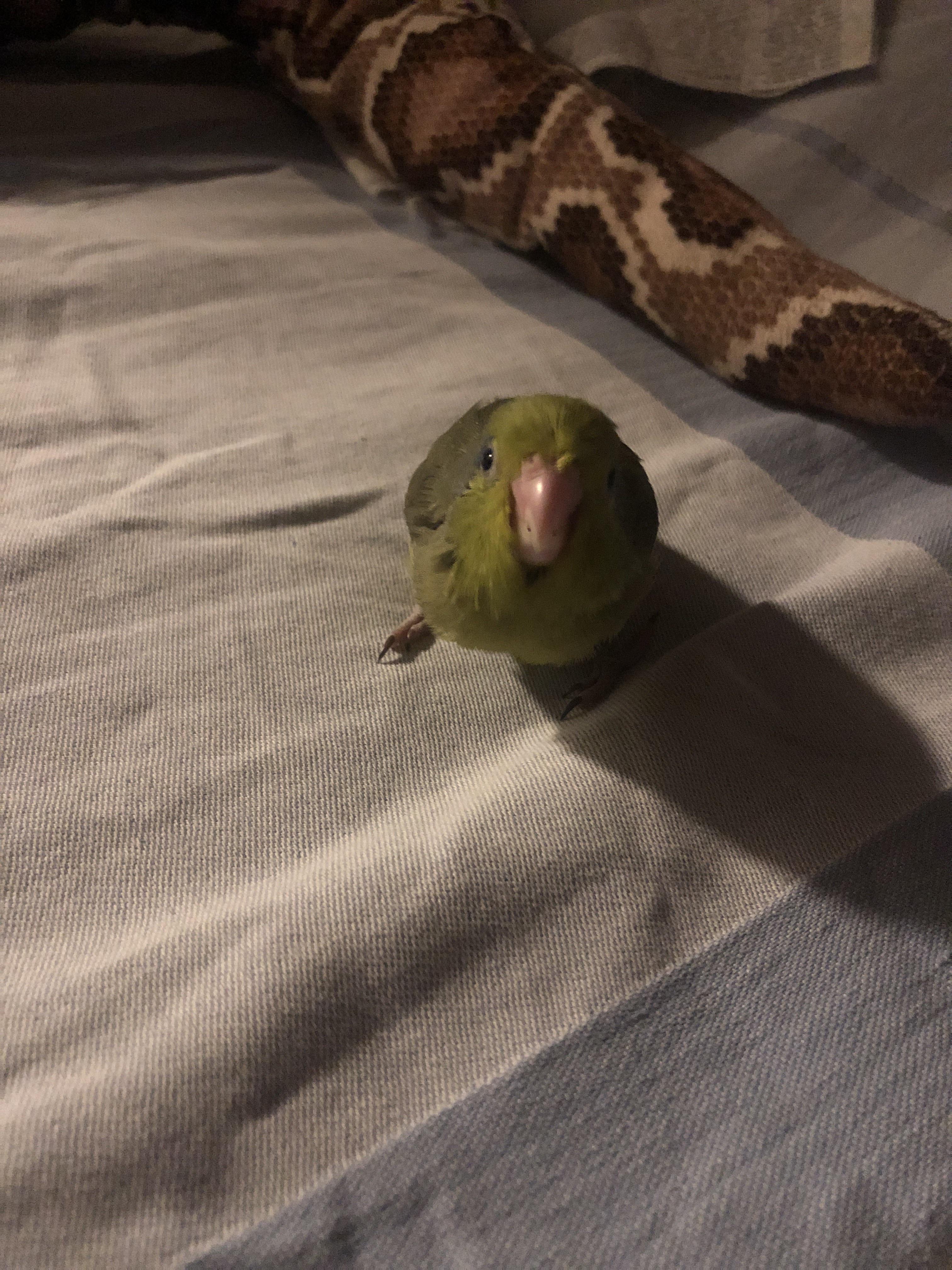 Meet Milo | Scrolller