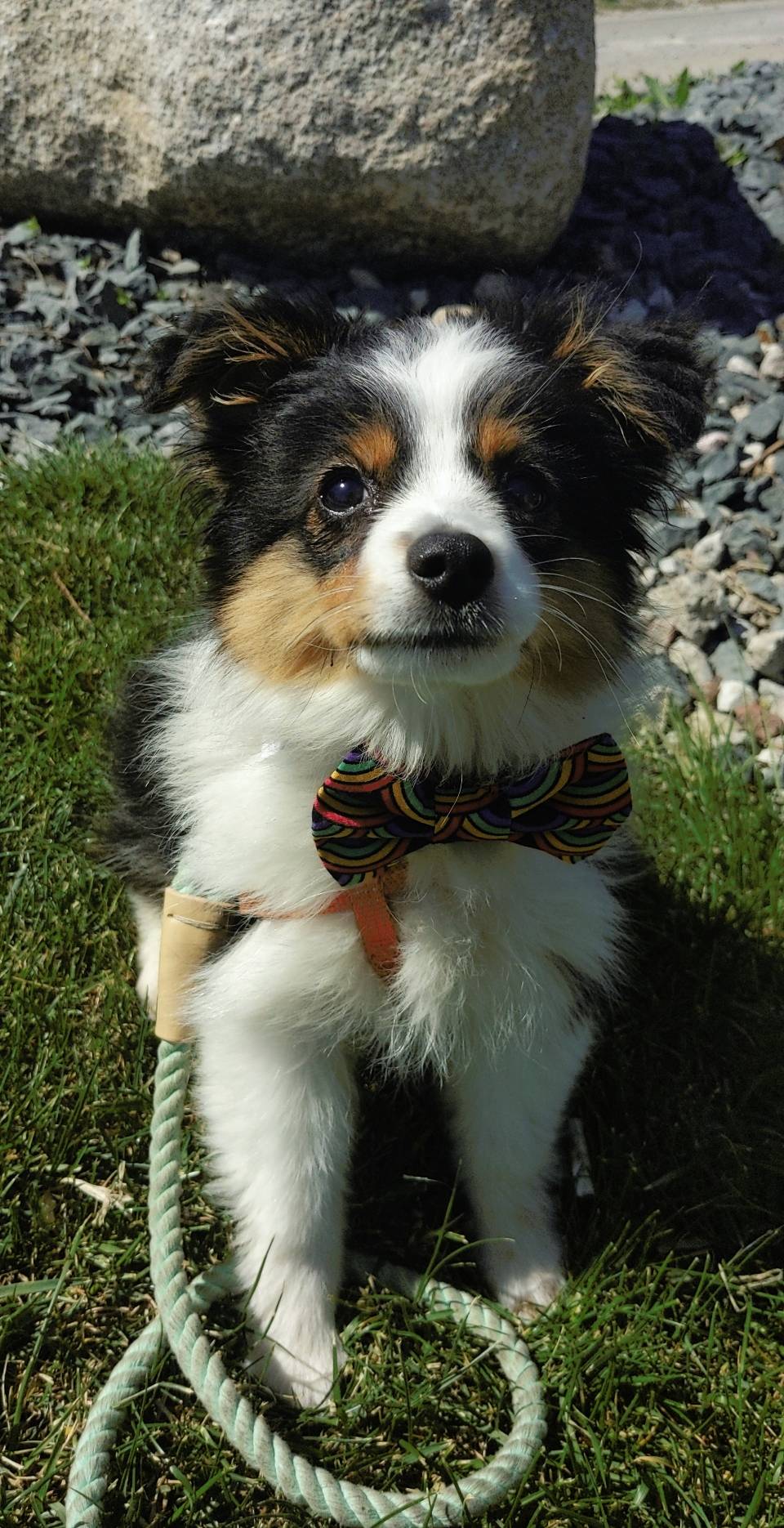 Meet miss Willow in her new bowtie 😍 | Scrolller