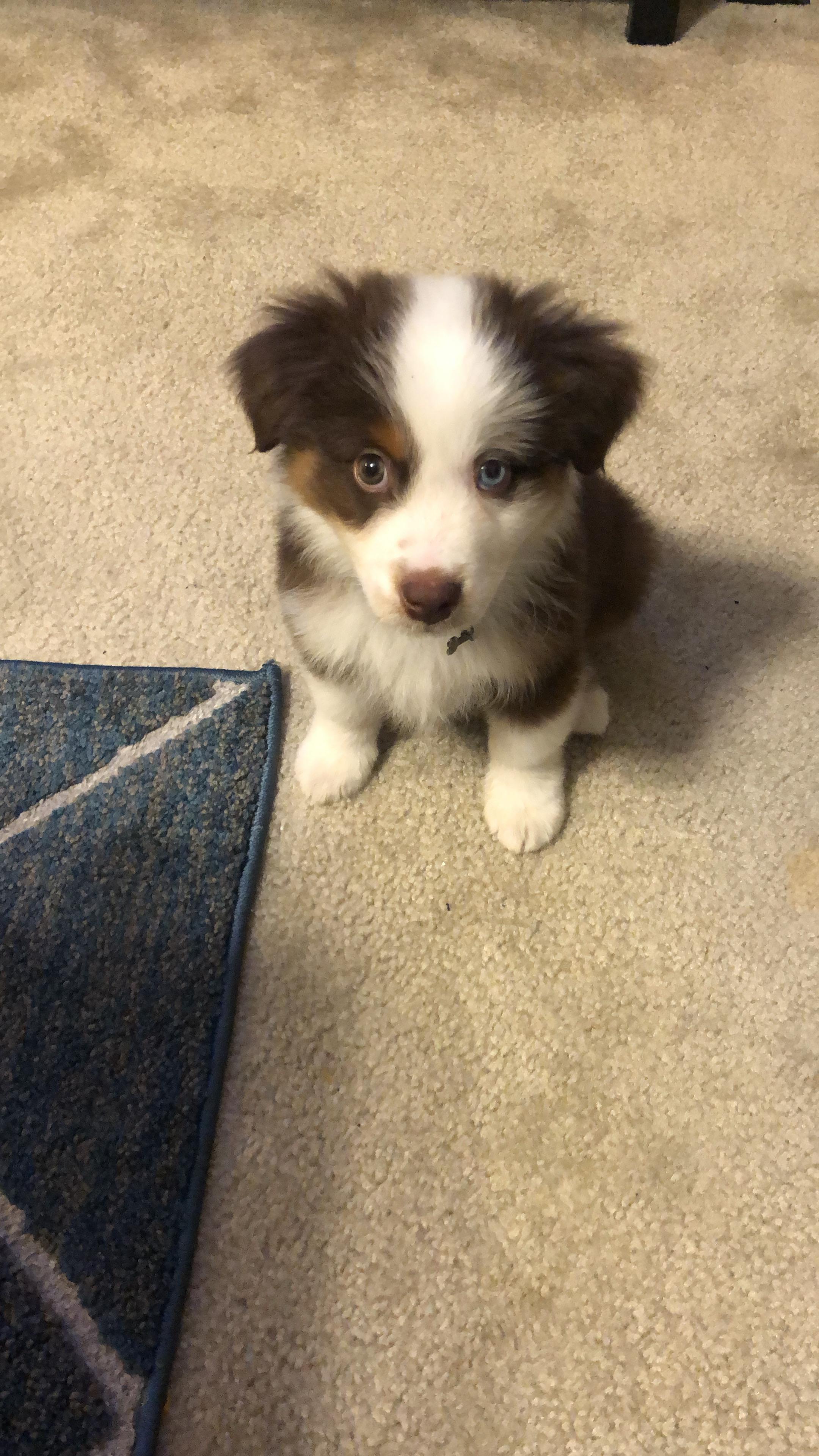 Meet Mr. Pippin, our new wiggle butt! | Scrolller