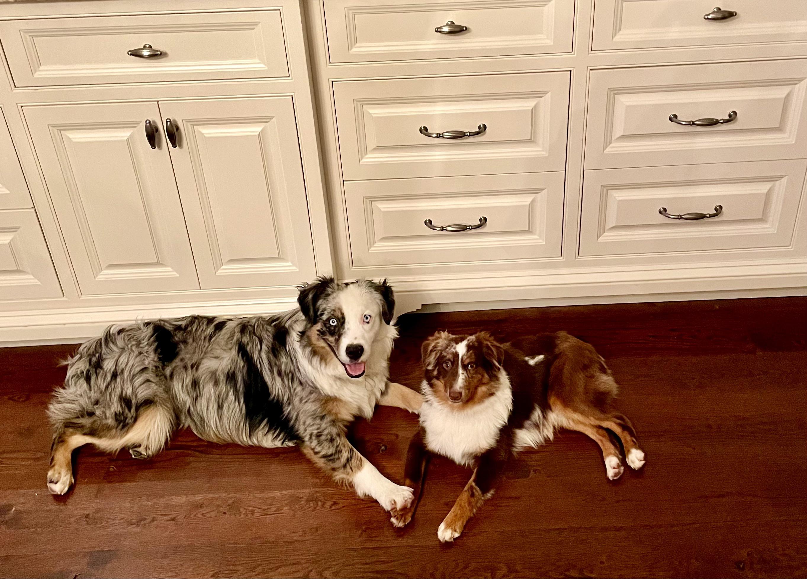 Meet my new rescue WiggleButt named Ollie (right)! | Scrolller
