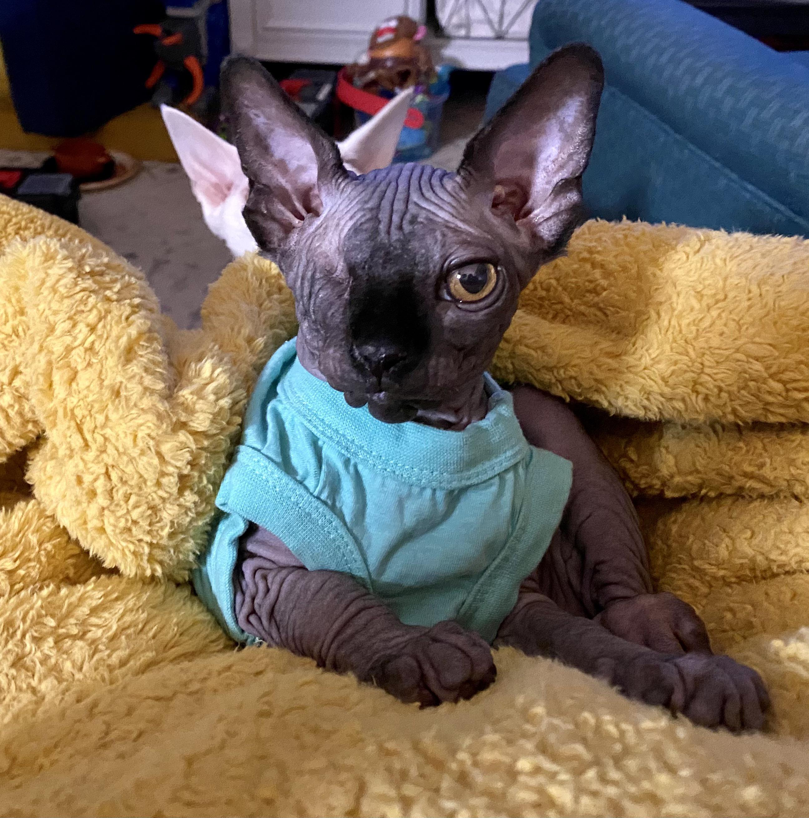 Meet my newest one eyed guy, Grimm. | Scrolller