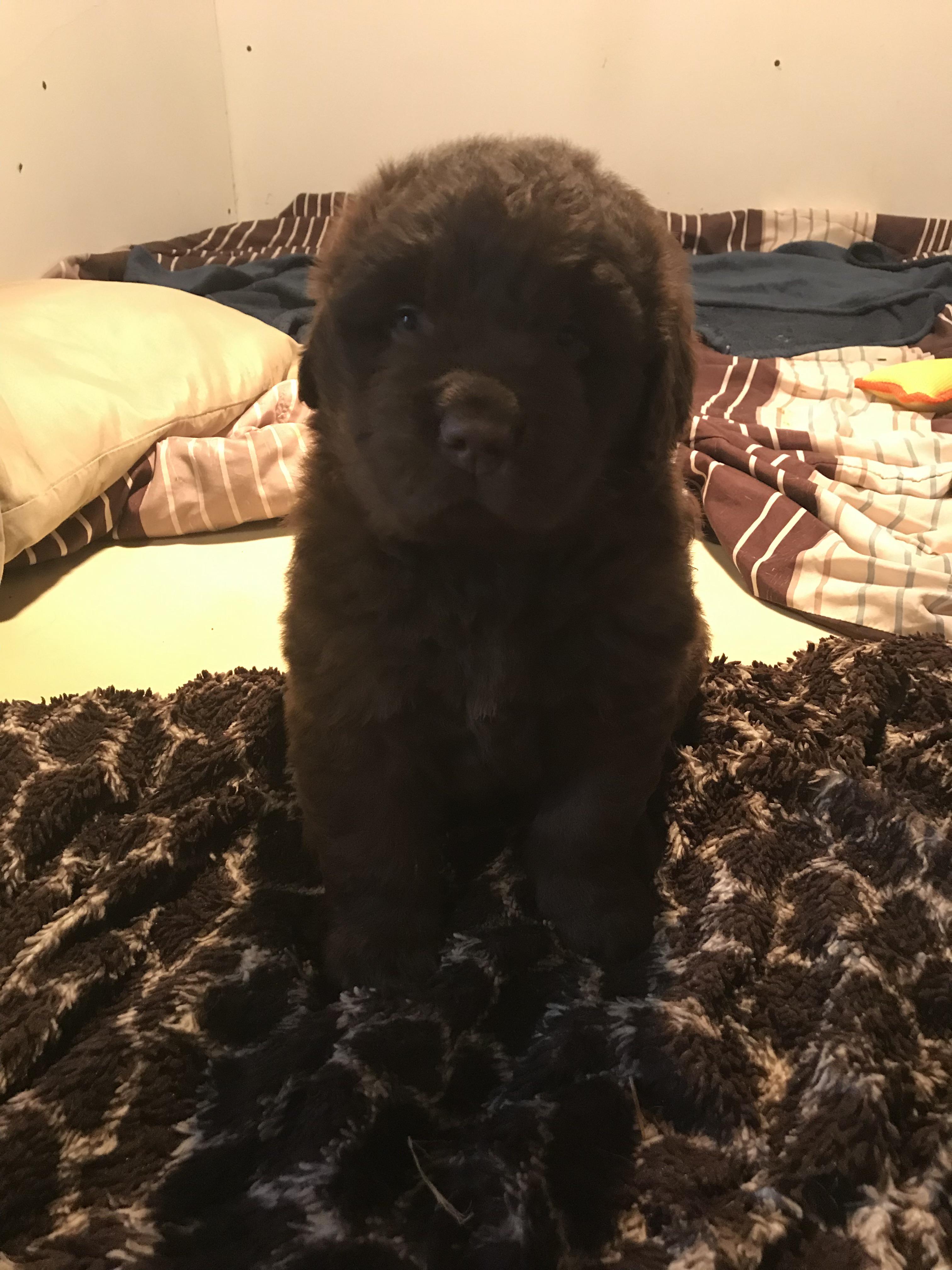 meet our sweet baby moose :) | Scrolller