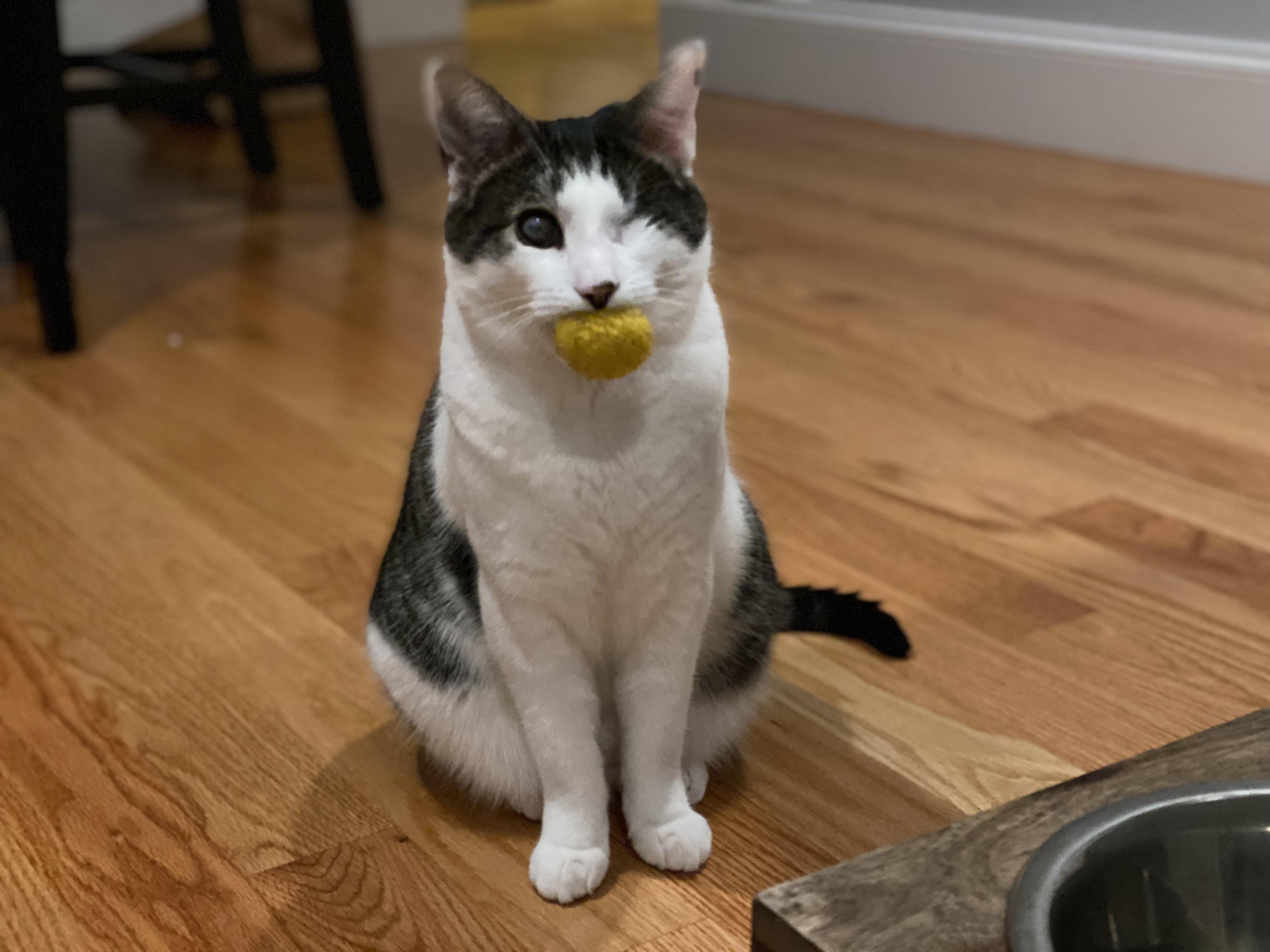 Meet Peanut the Pirate aka Moo Moo! One eyed with limited vision and absolutely perfect! | Scrolller