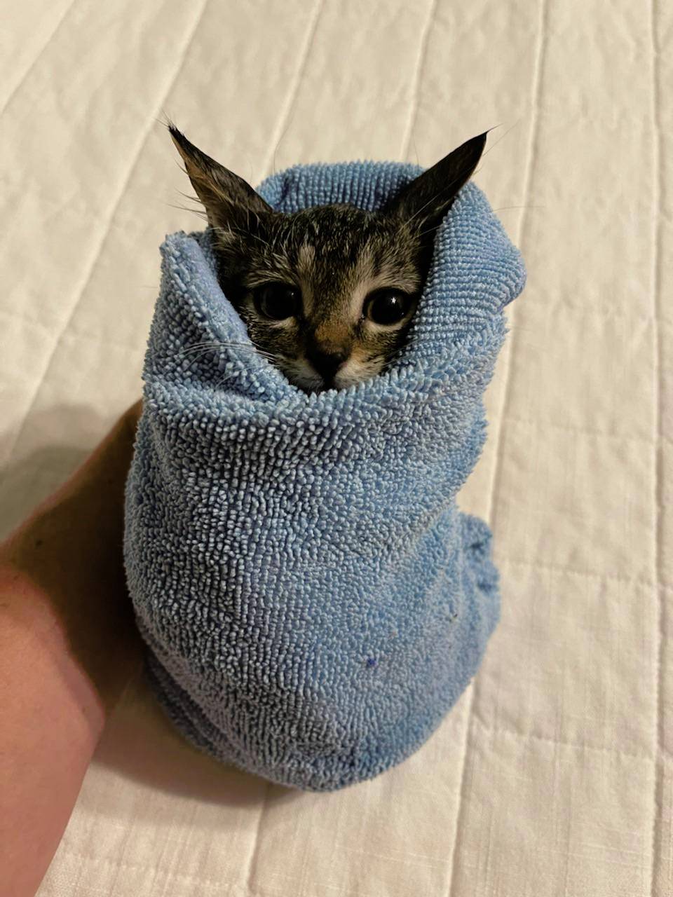 Meet Pearl, our new 17 oz. family member! (Photo credit: our neighbor ...