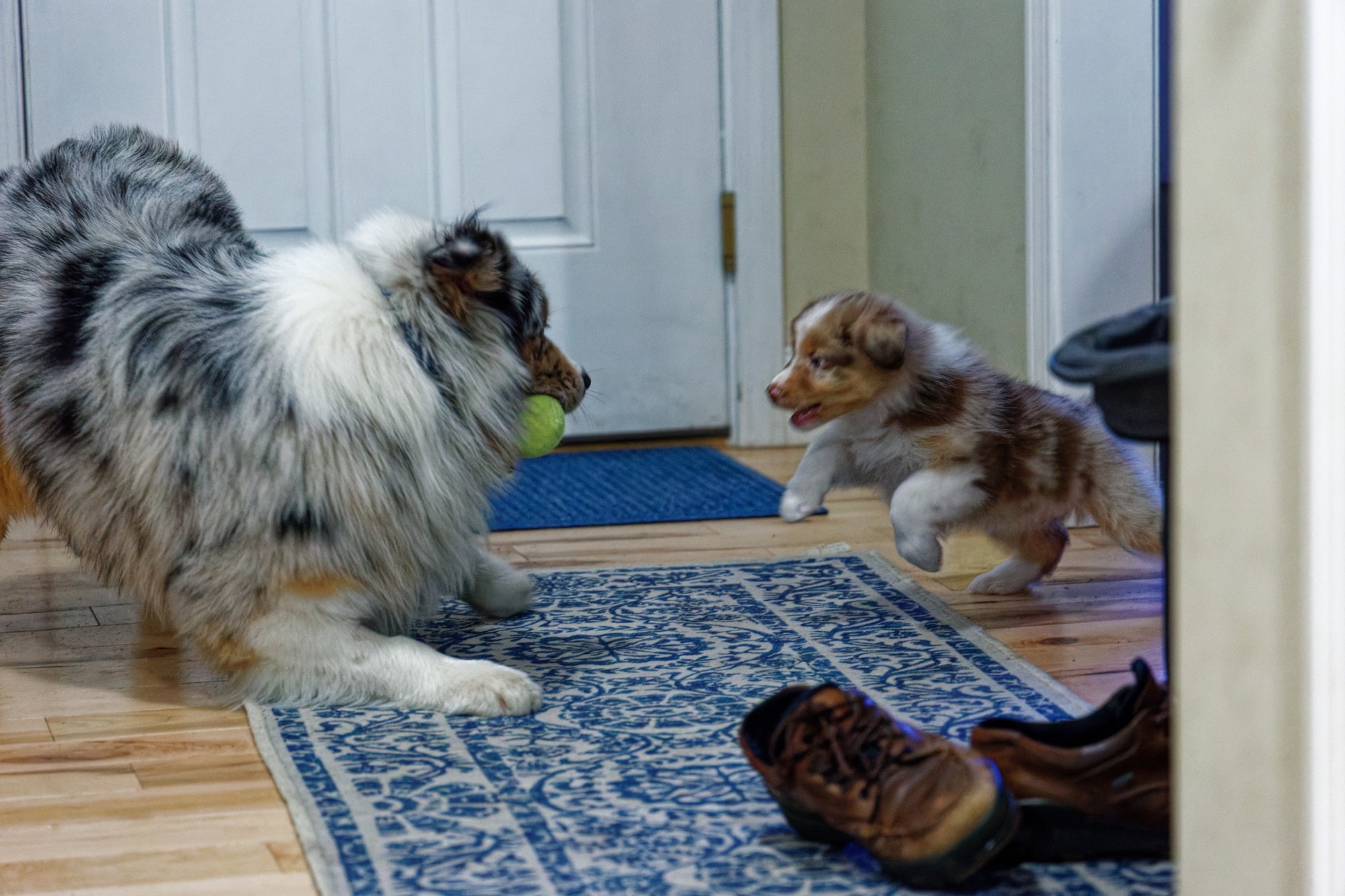 Meet Sally and her big brother Buzz | Scrolller