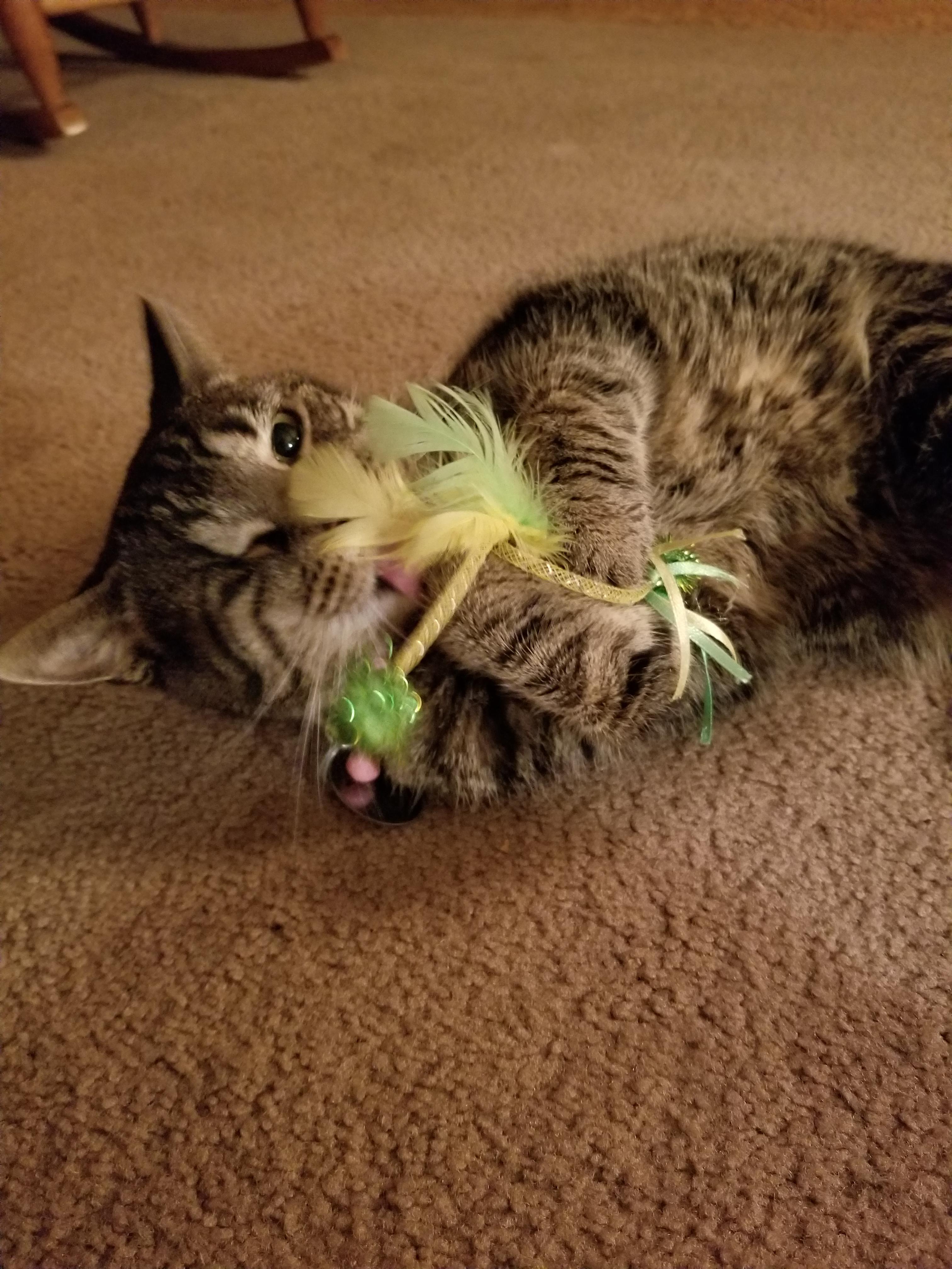 Meet Tabitha ♥️ | Scrolller