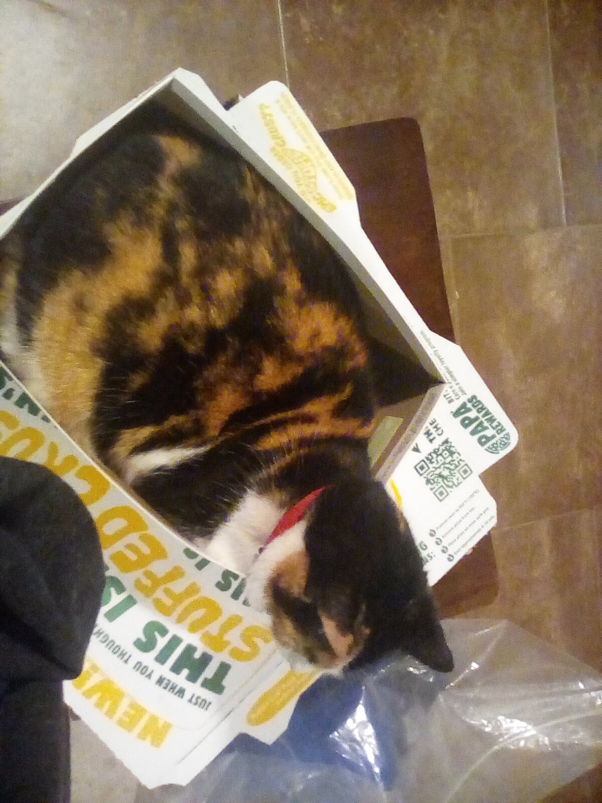 Mega chonk on pizza boxes | Scrolller