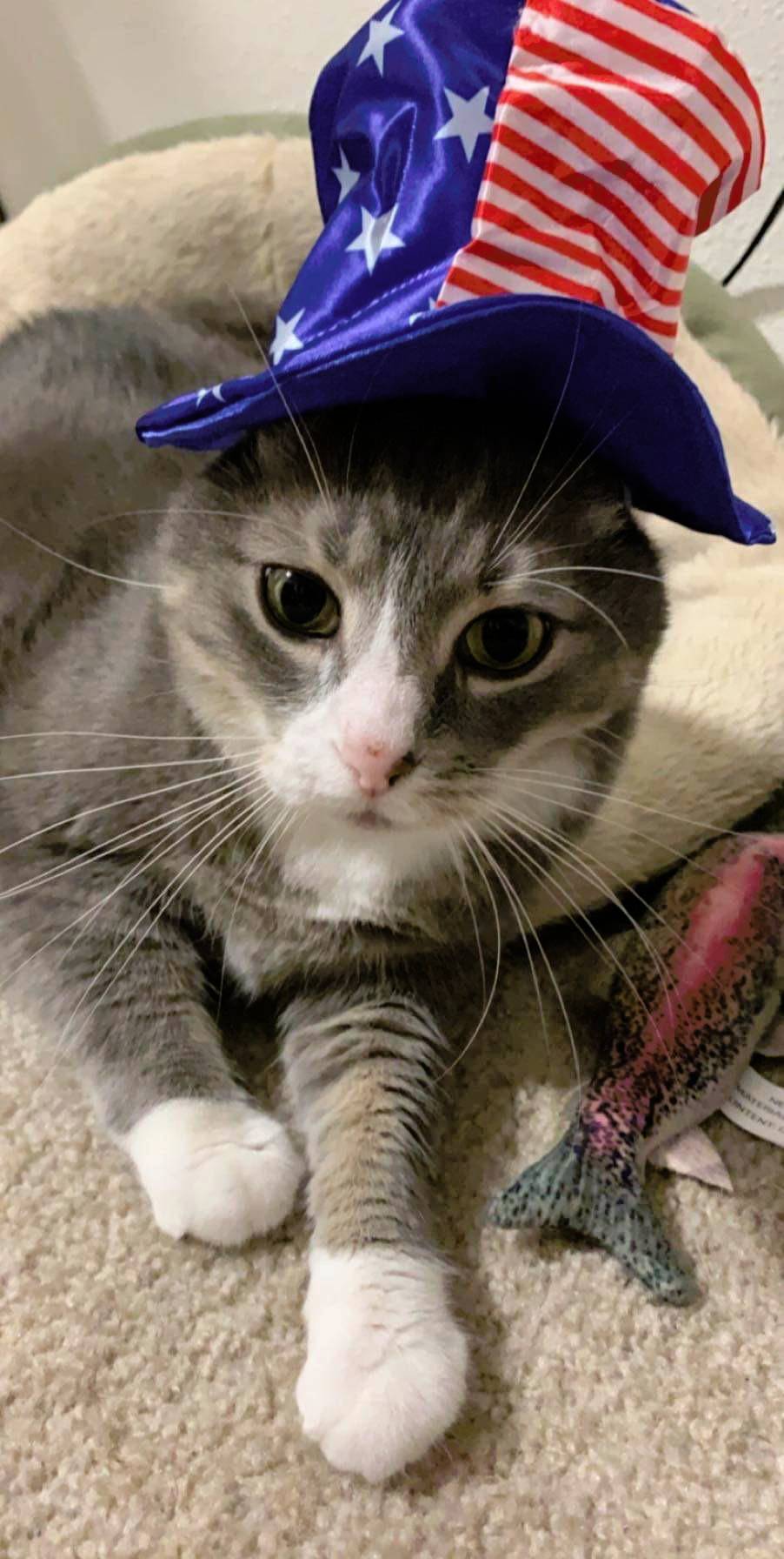 ‘Merica | Scrolller