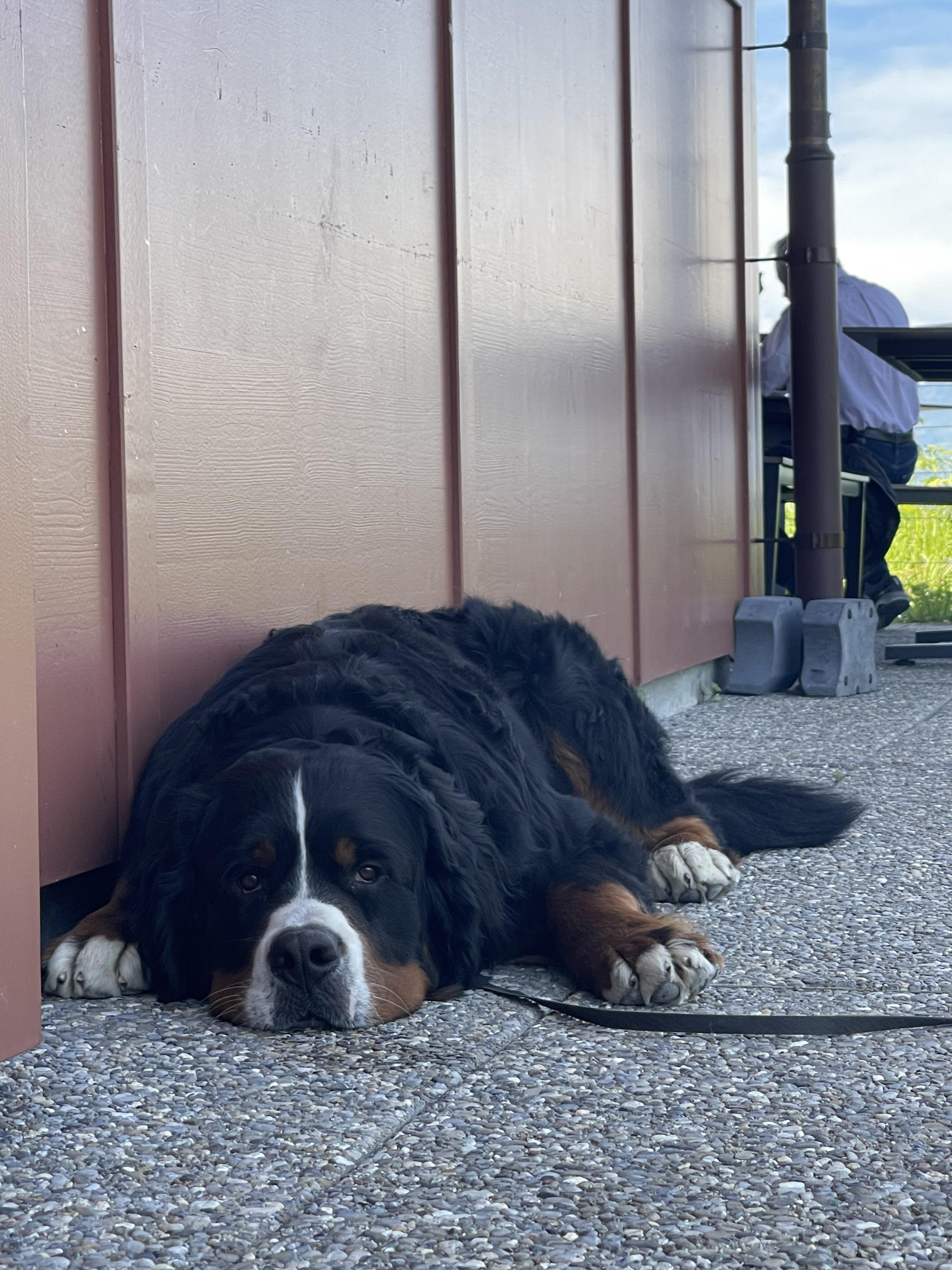 Met this guy on a mountain, in the Bern canton, Switzerland. | Scrolller