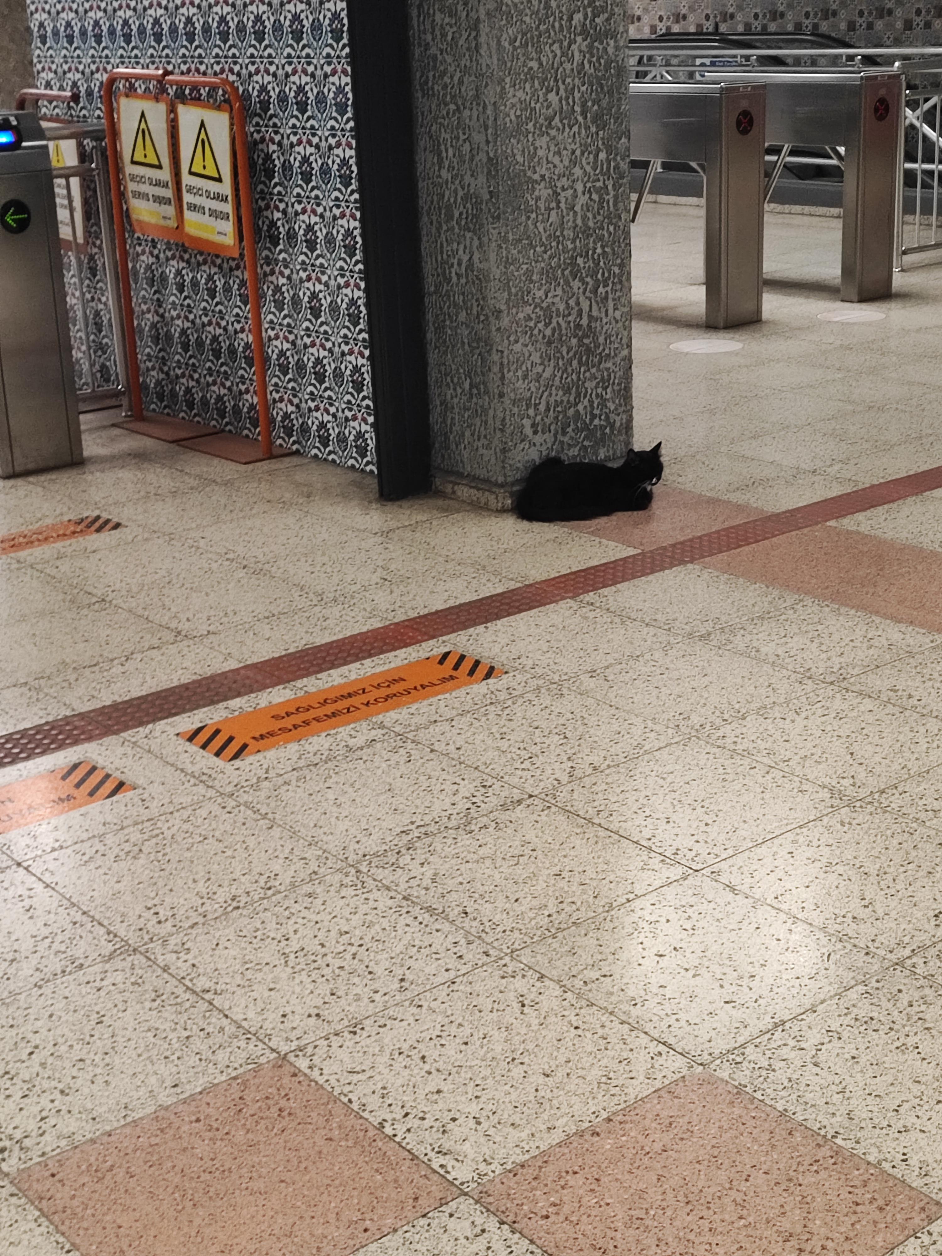 Metro Station Kedi | Scrolller