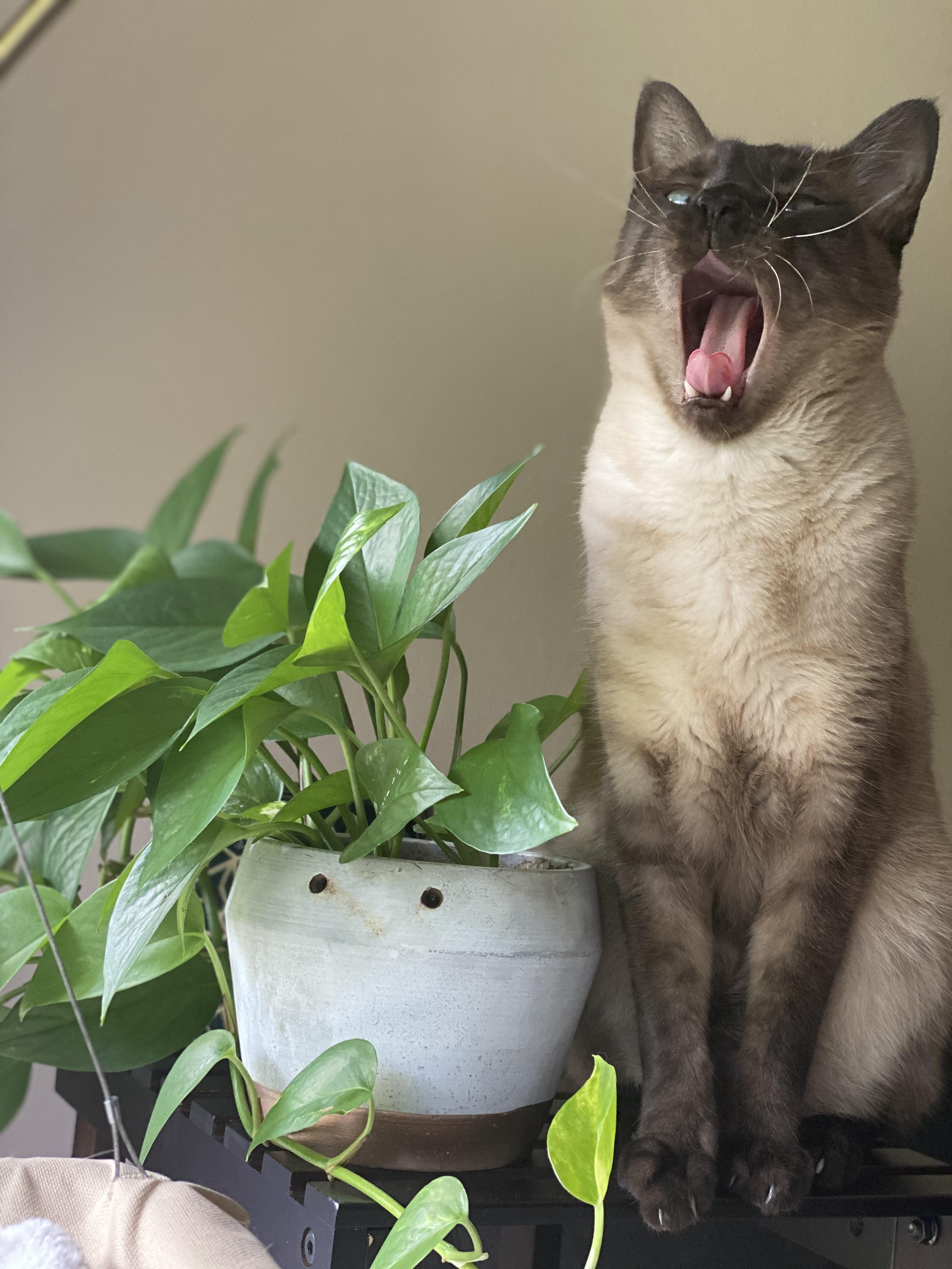 mid-yawn | Scrolller