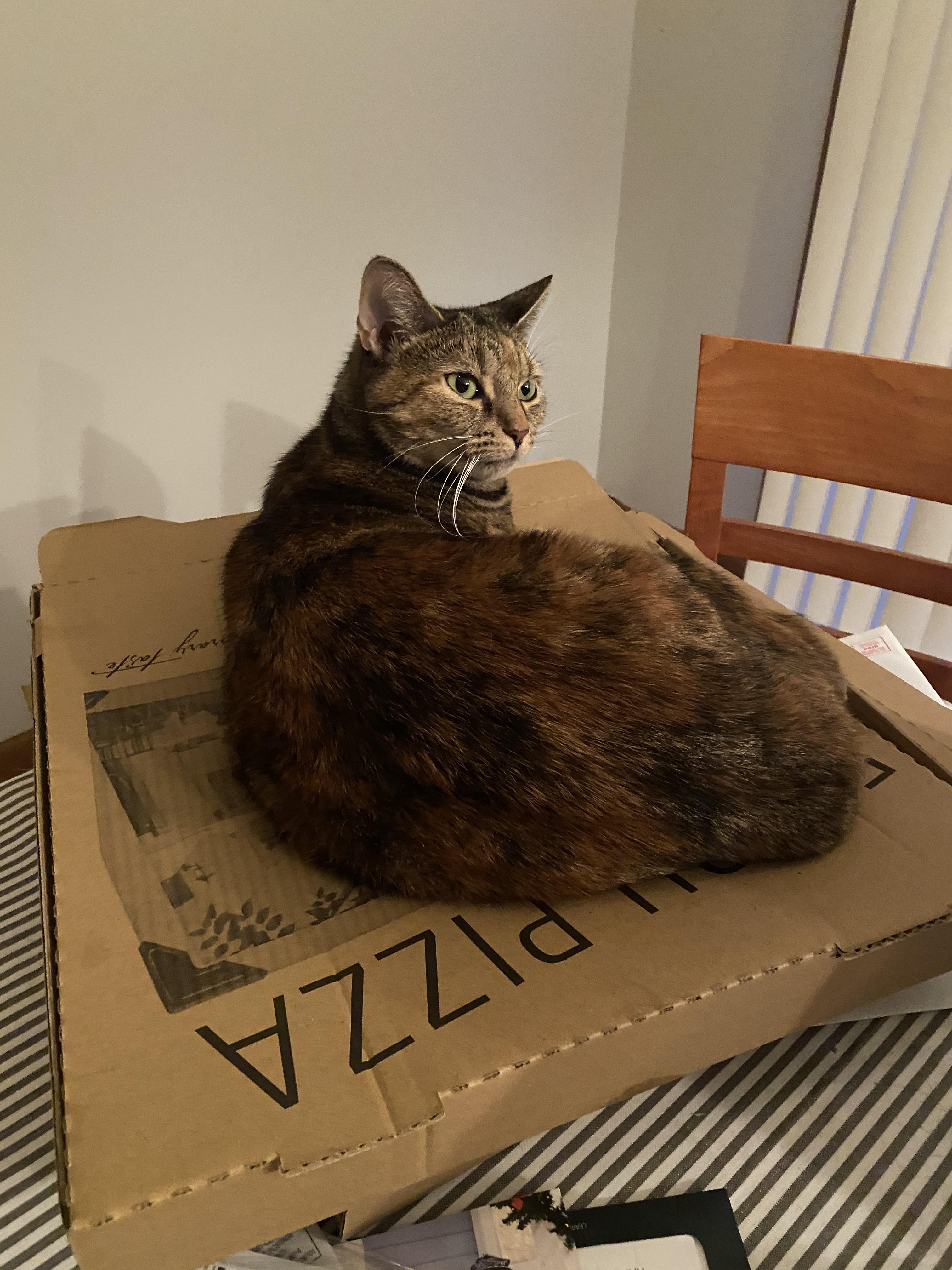 Minerva was sleeping peacefully until I disturbed her. | Scrolller