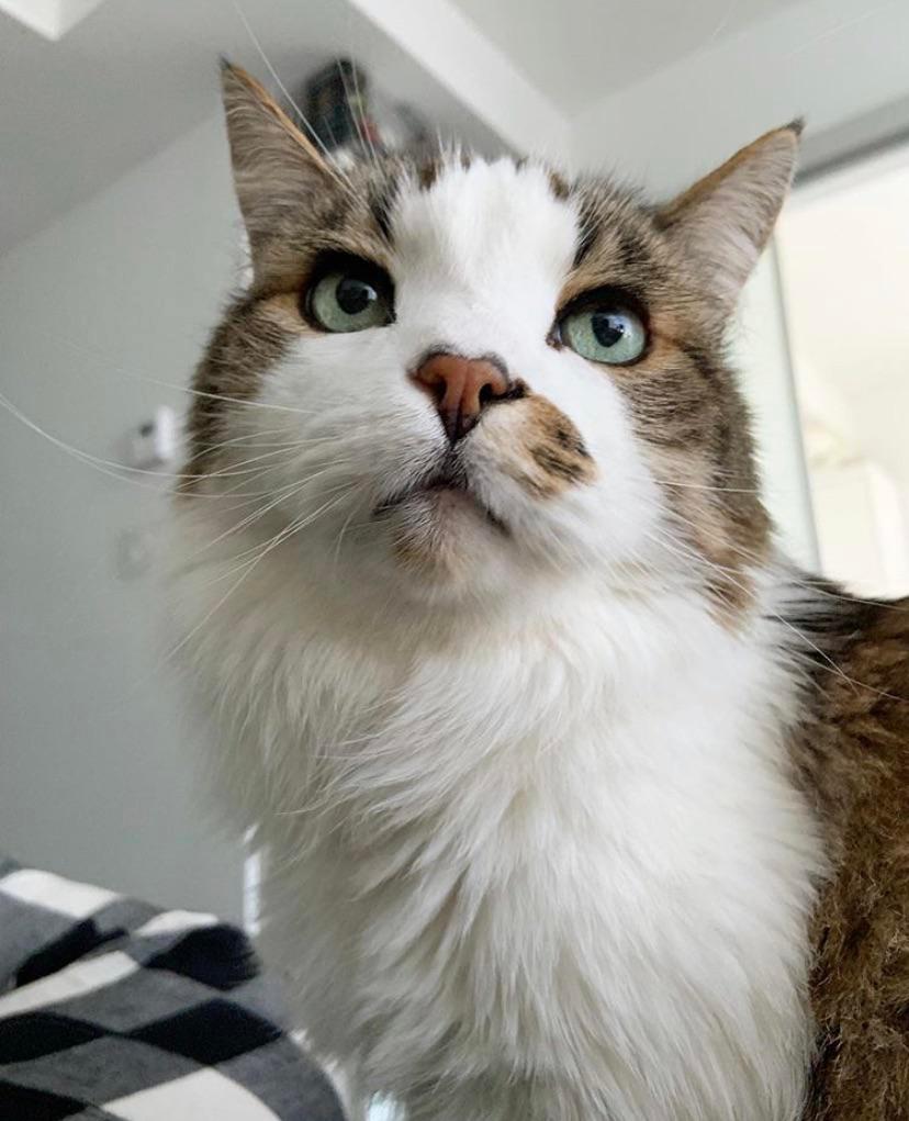 Mismatched peanuts | Scrolller