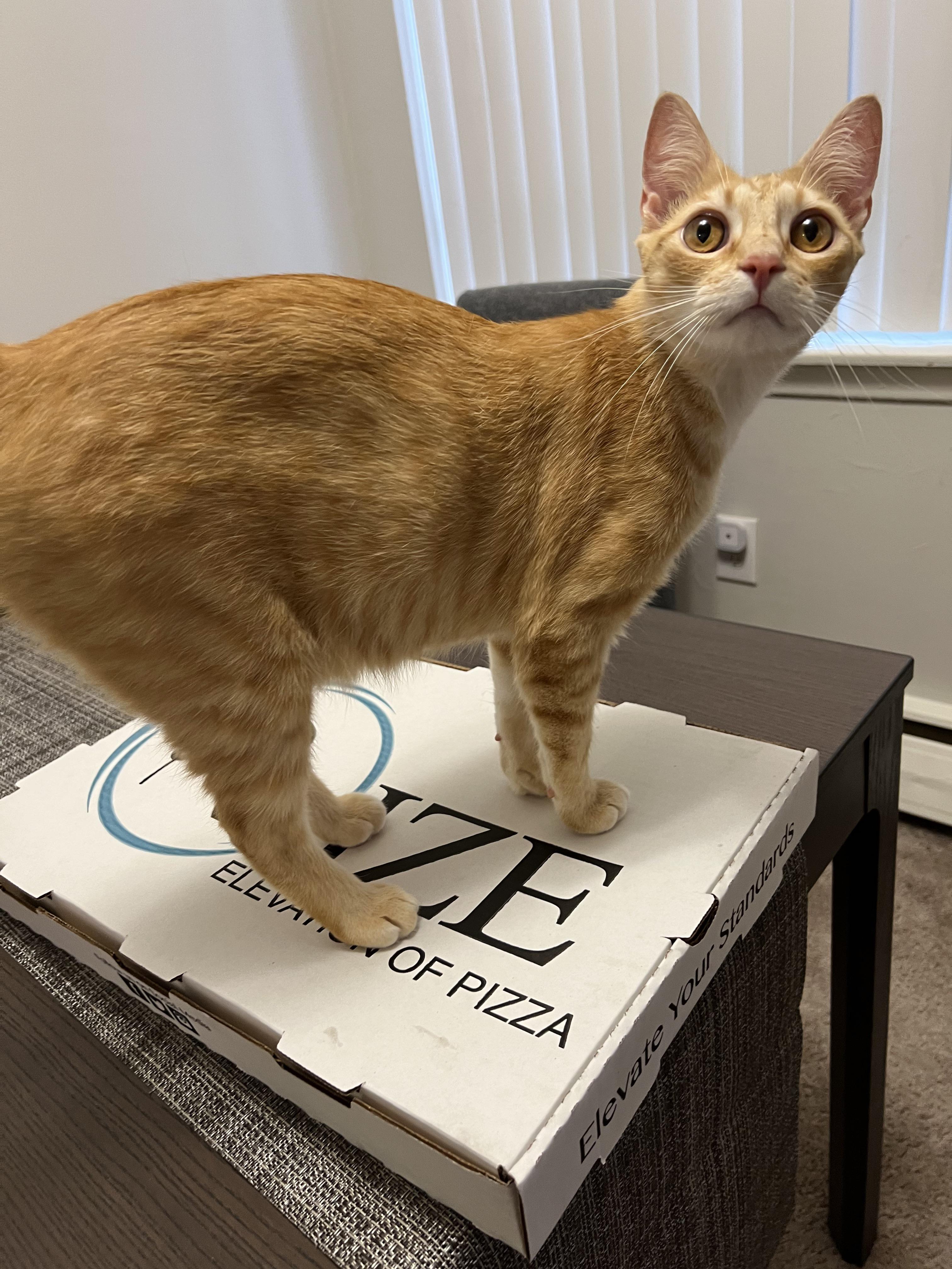 Miso’s first pizza | Scrolller