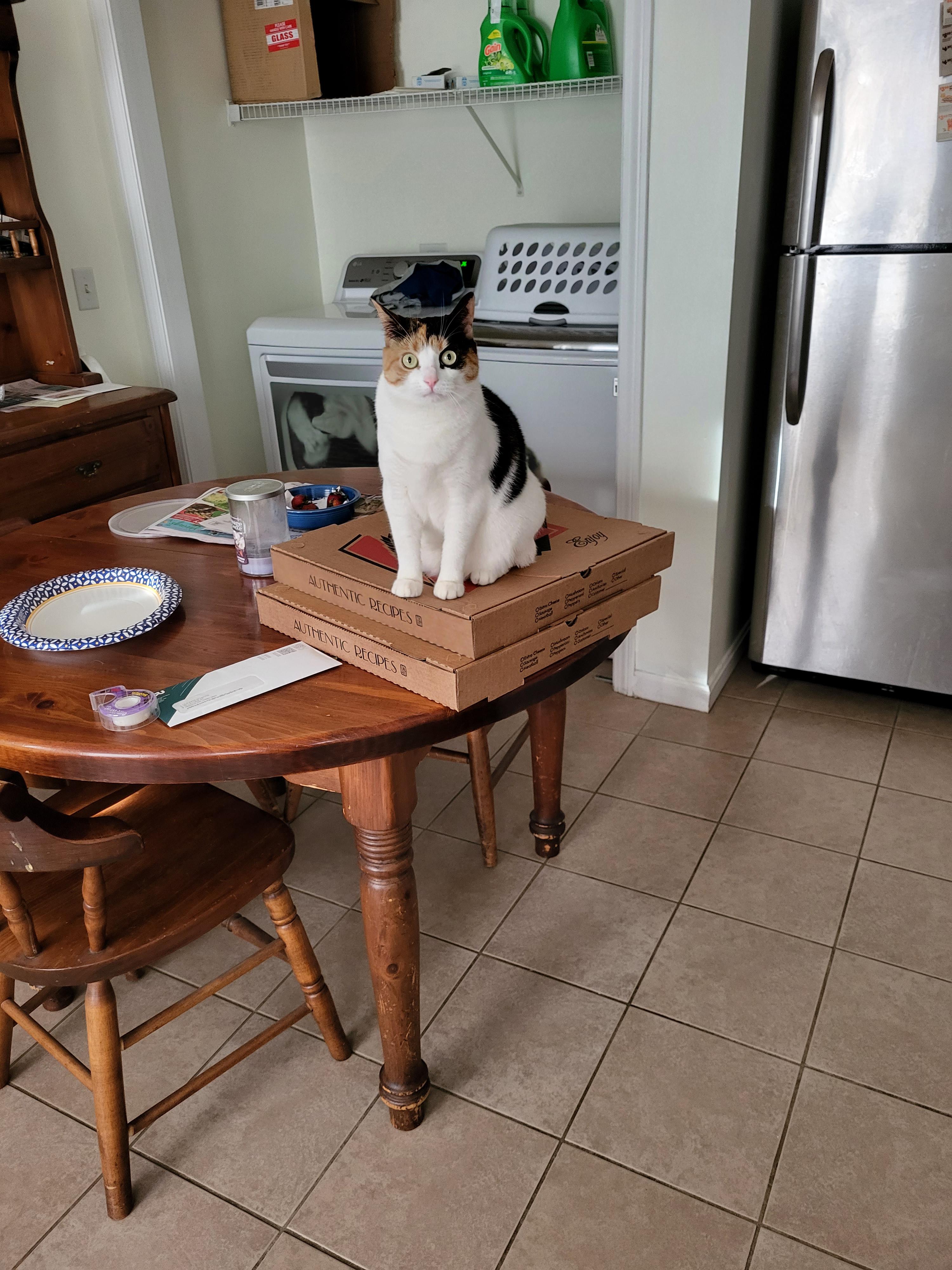 Miss Bug Pizza Protector Scrolller