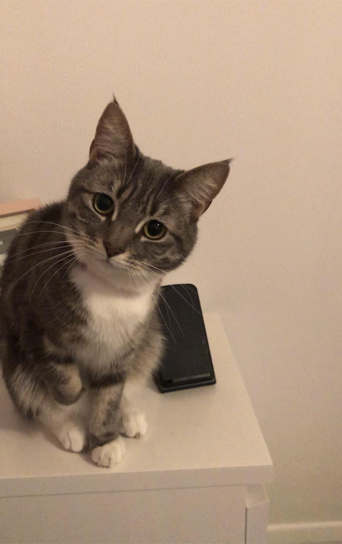 Missing a front paw but nothing stops her 😍 | Scrolller