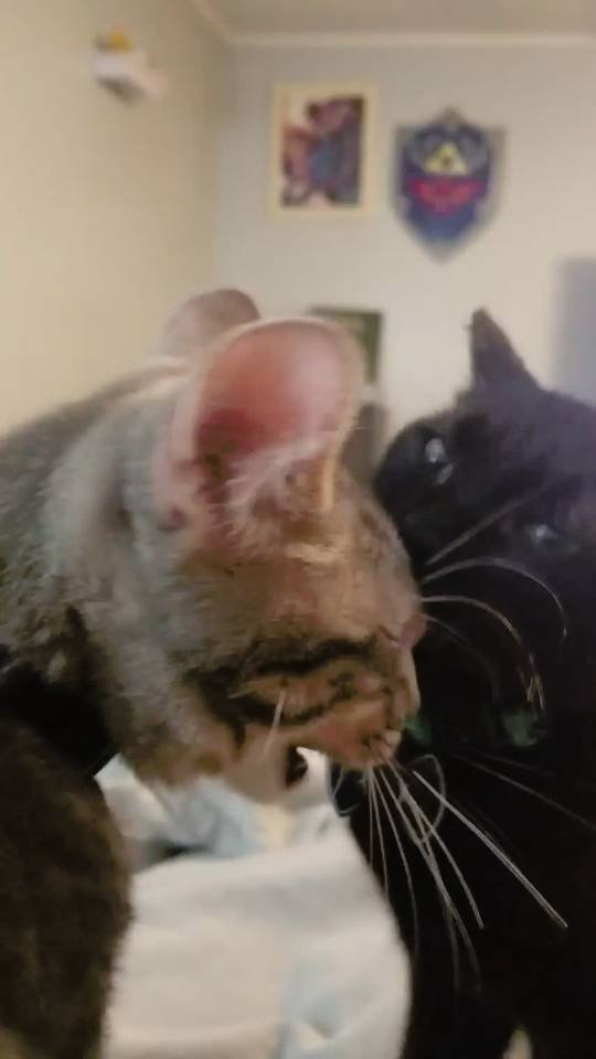 Mlem, mlem, mlem, mlem, mlem, mlem, mlem, mlem, mlem | Scrolller