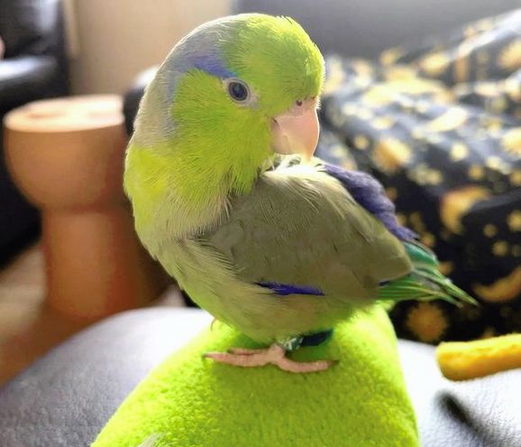 Mom says I'm the prettiest birb in the world | Scrolller
