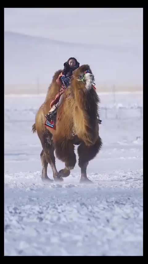Mongolian girl on a bactrian camel. | Scrolller