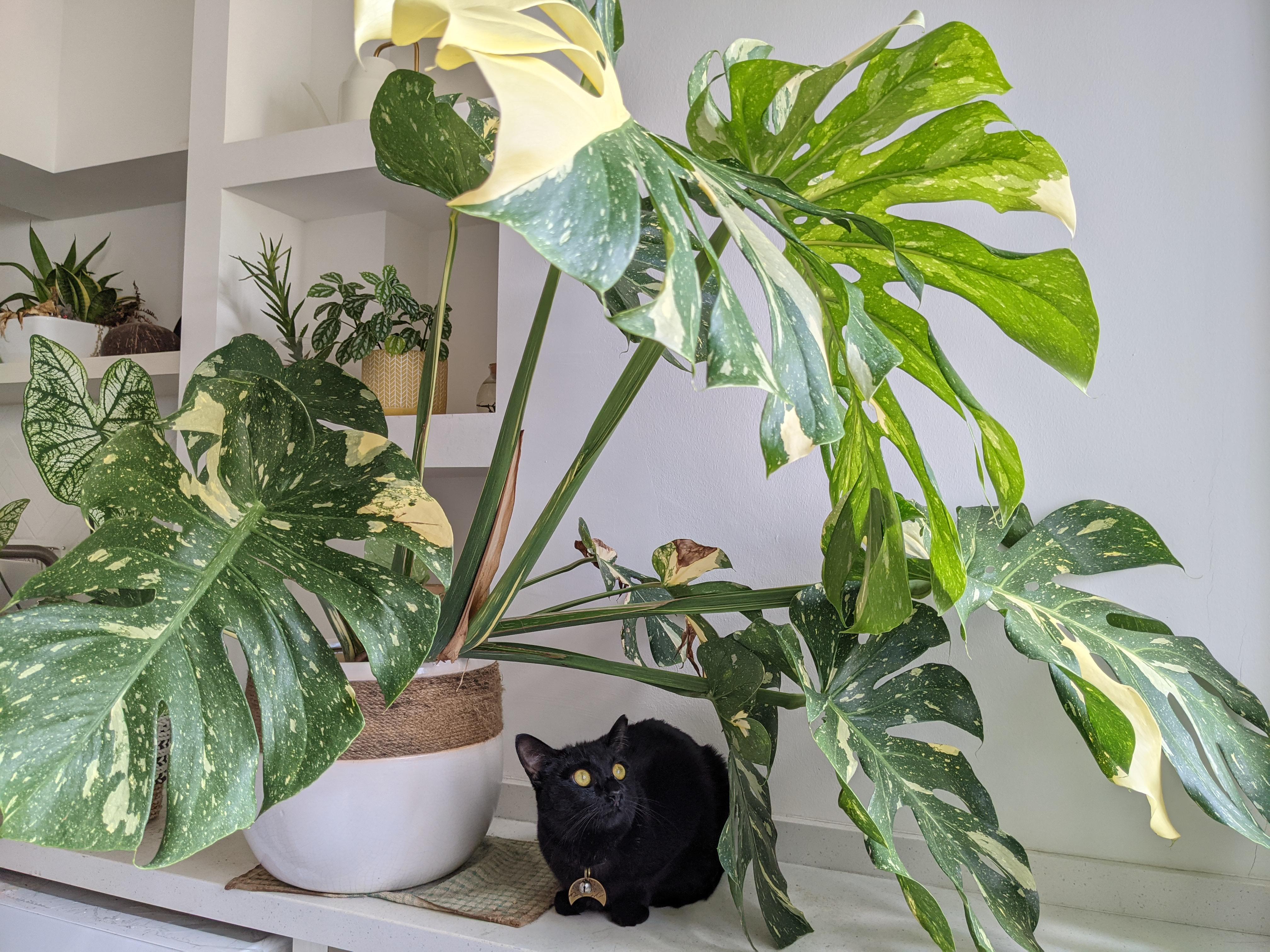 Moon and the Monstera | Scrolller