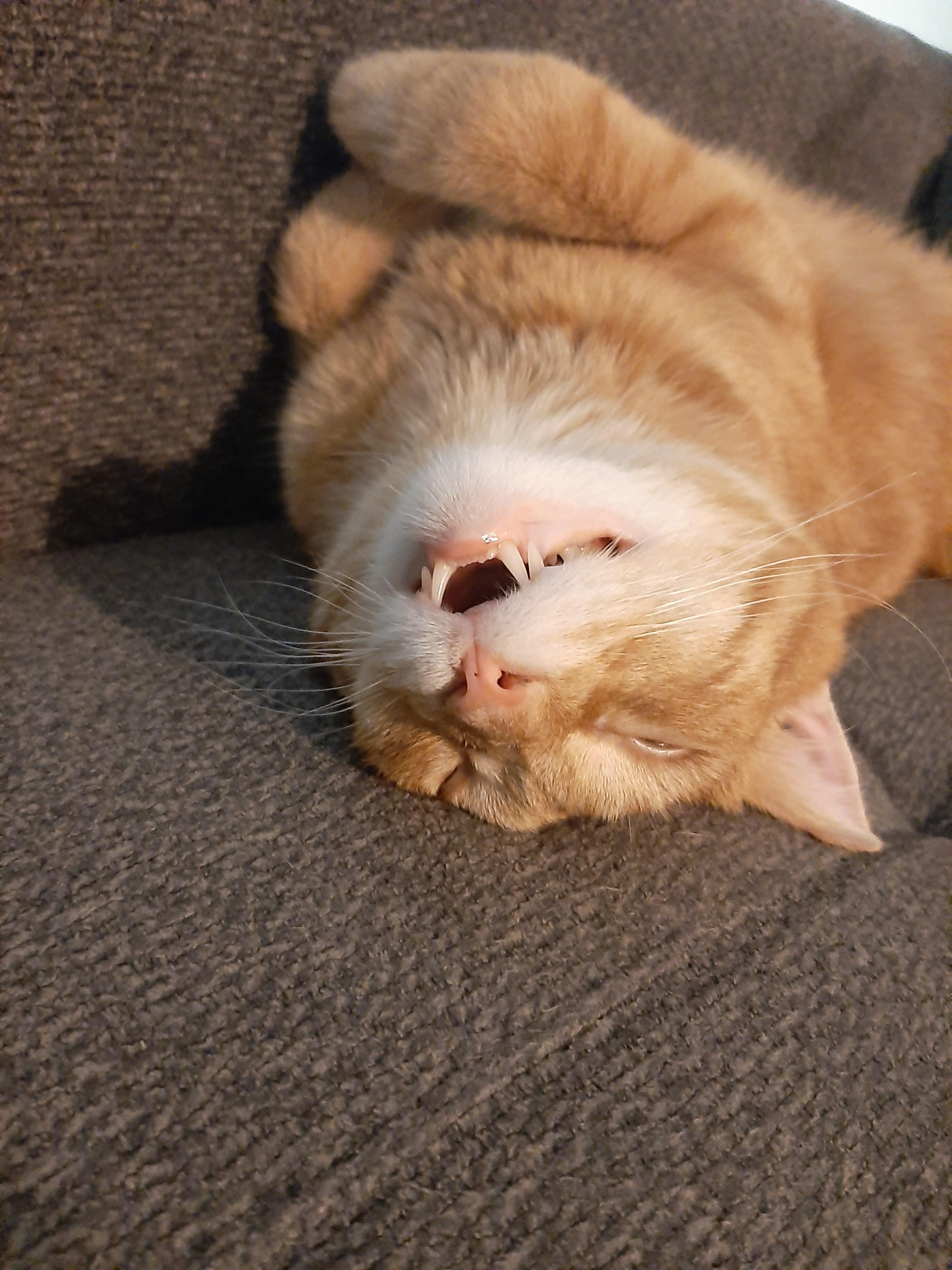 Mooncake lets you see how full his head is | Scrolller