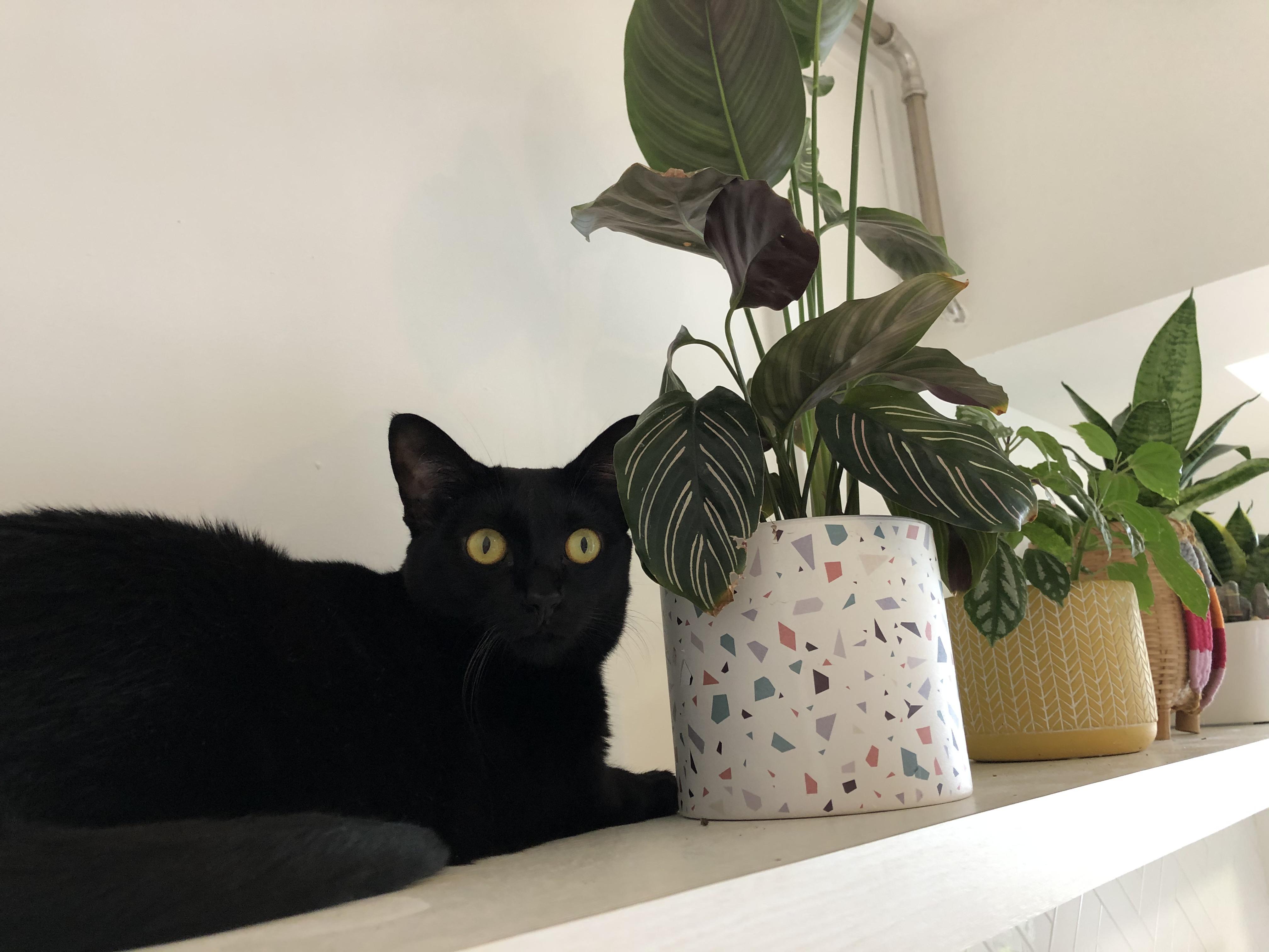 Moonie hanging out with her plant pals | Scrolller