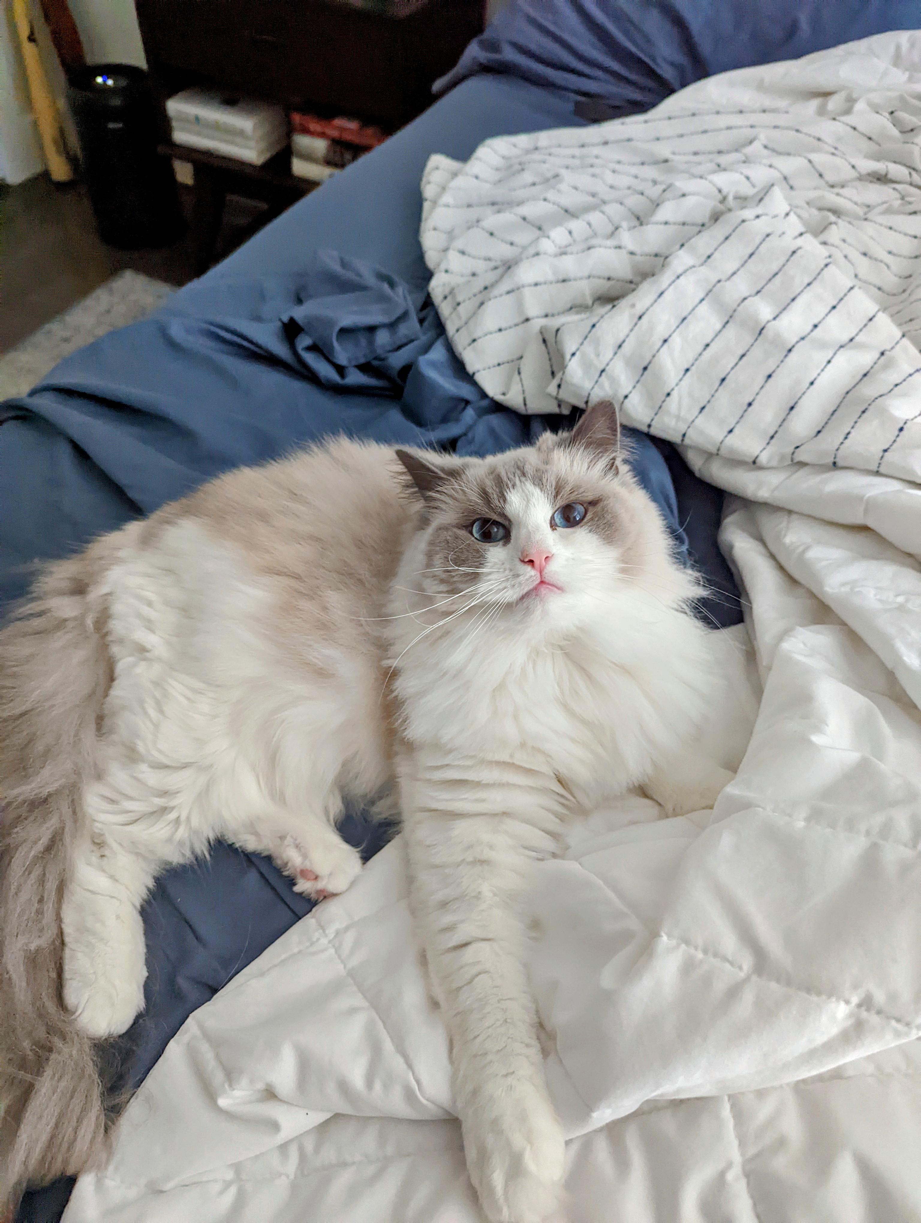 Morning Scrolller
