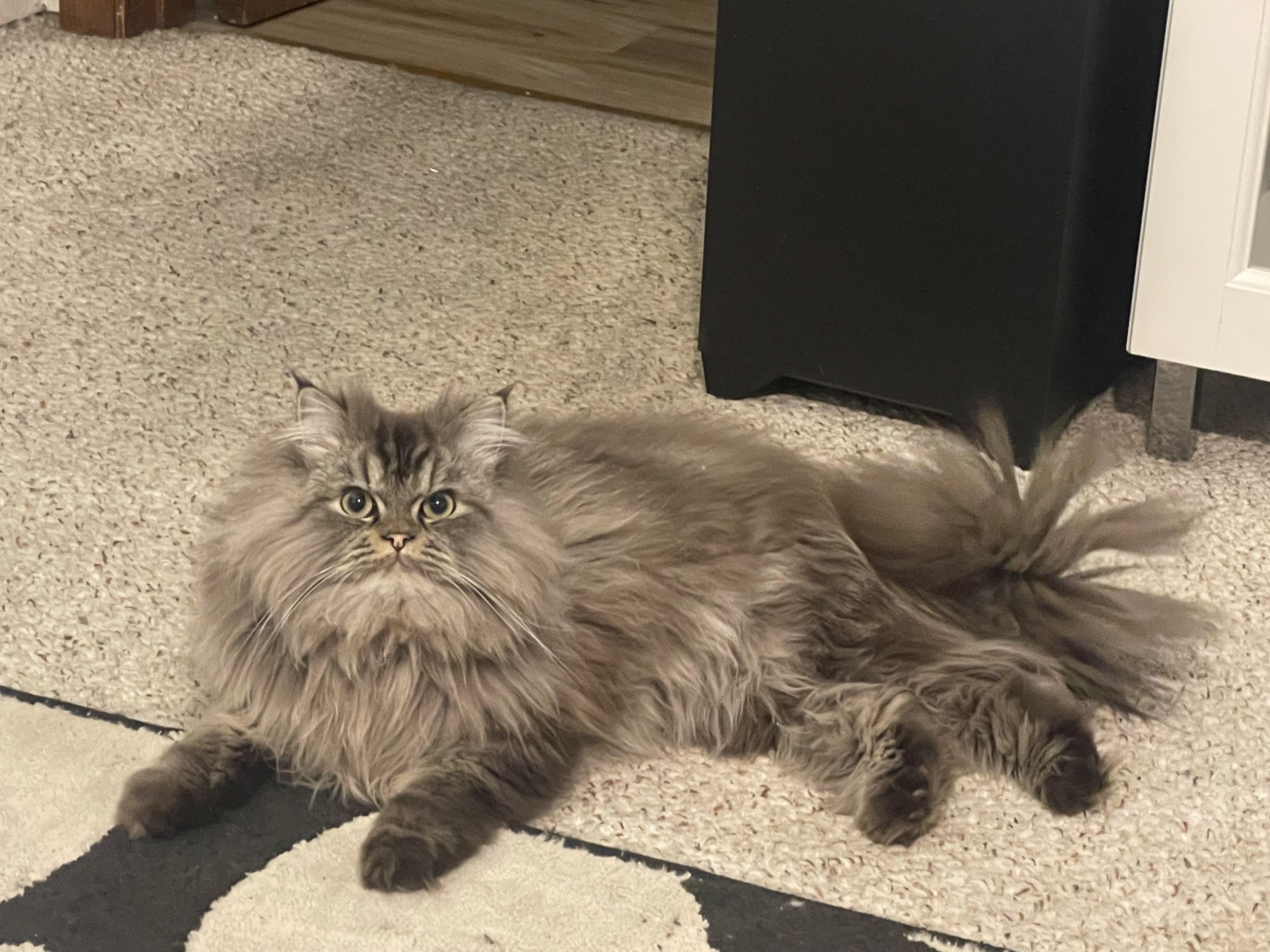 Mostly fluff | Scrolller