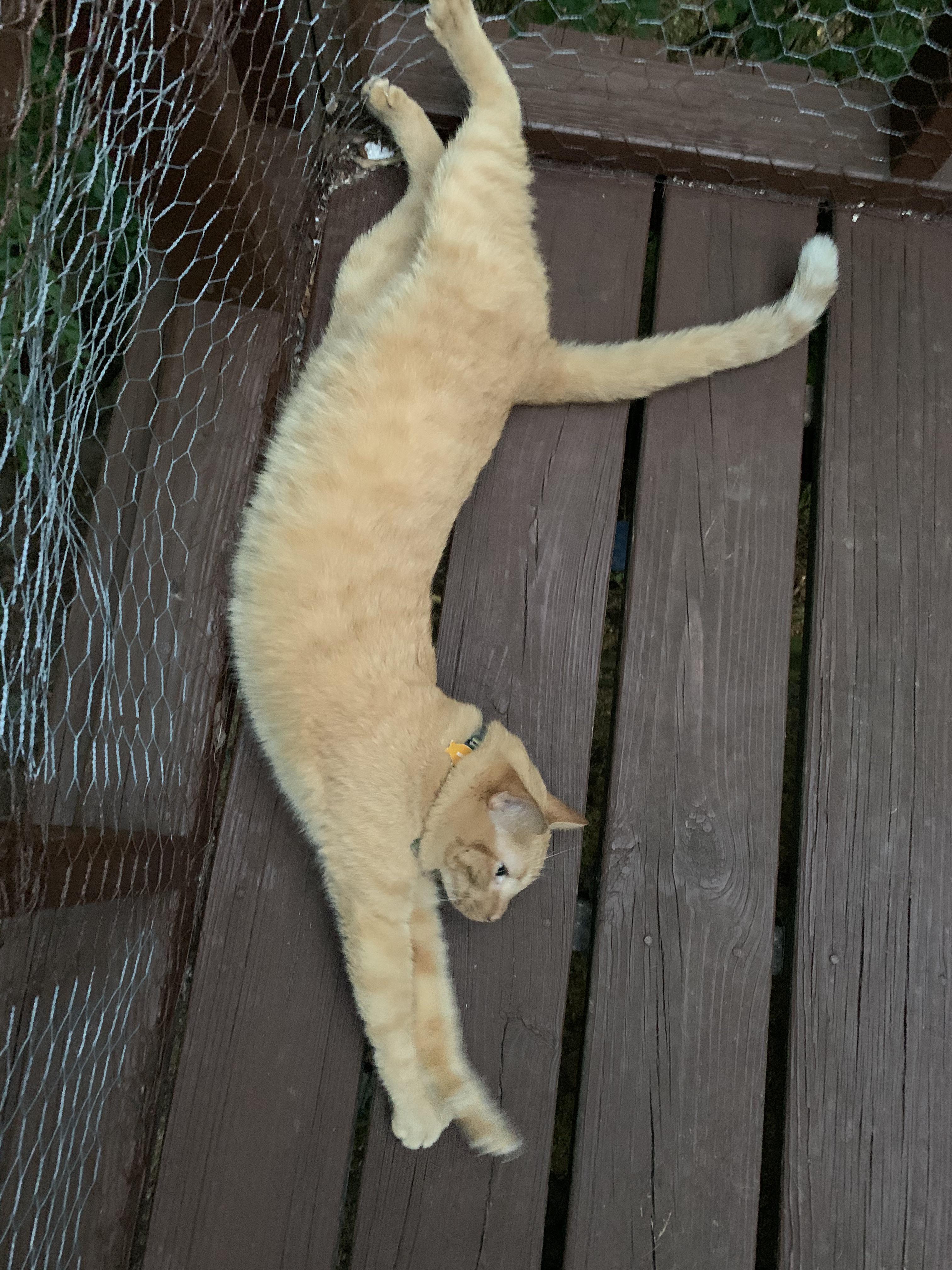 Mousie is a very long kitty | Scrolller