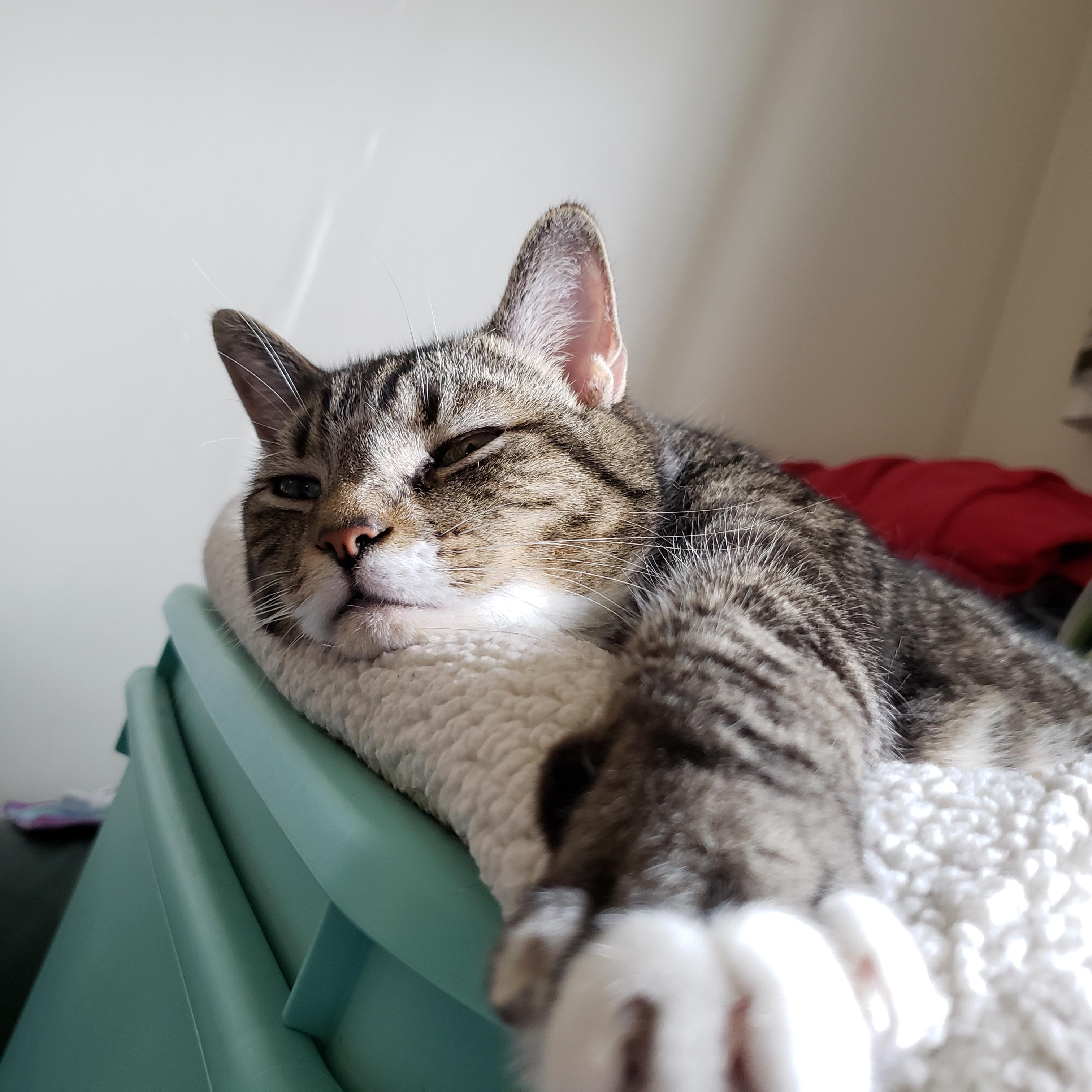 Mr. Jones on this lazy Sunday | Scrolller