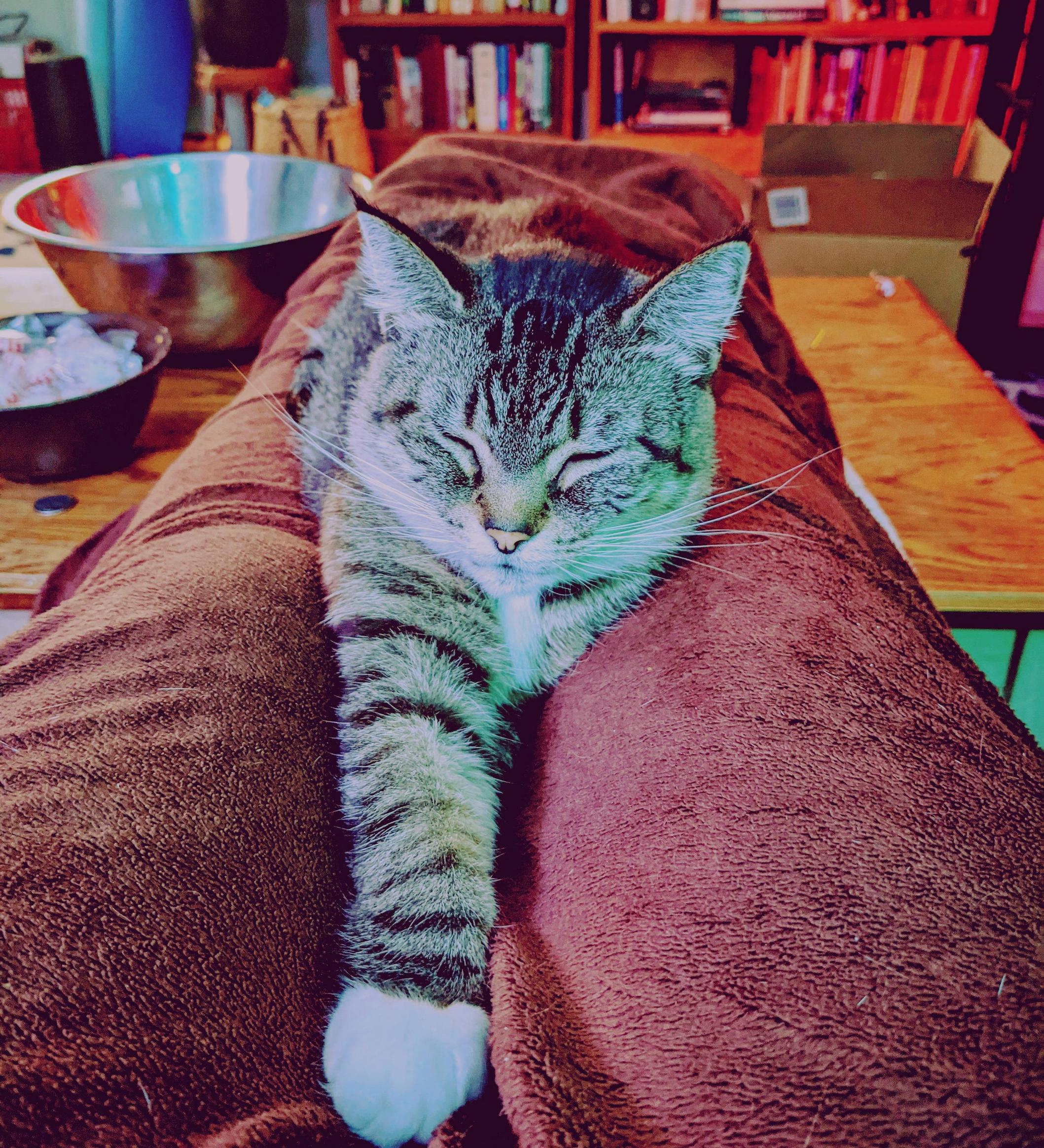 Ms. Cerise stretching her fluffy paw. | Scrolller