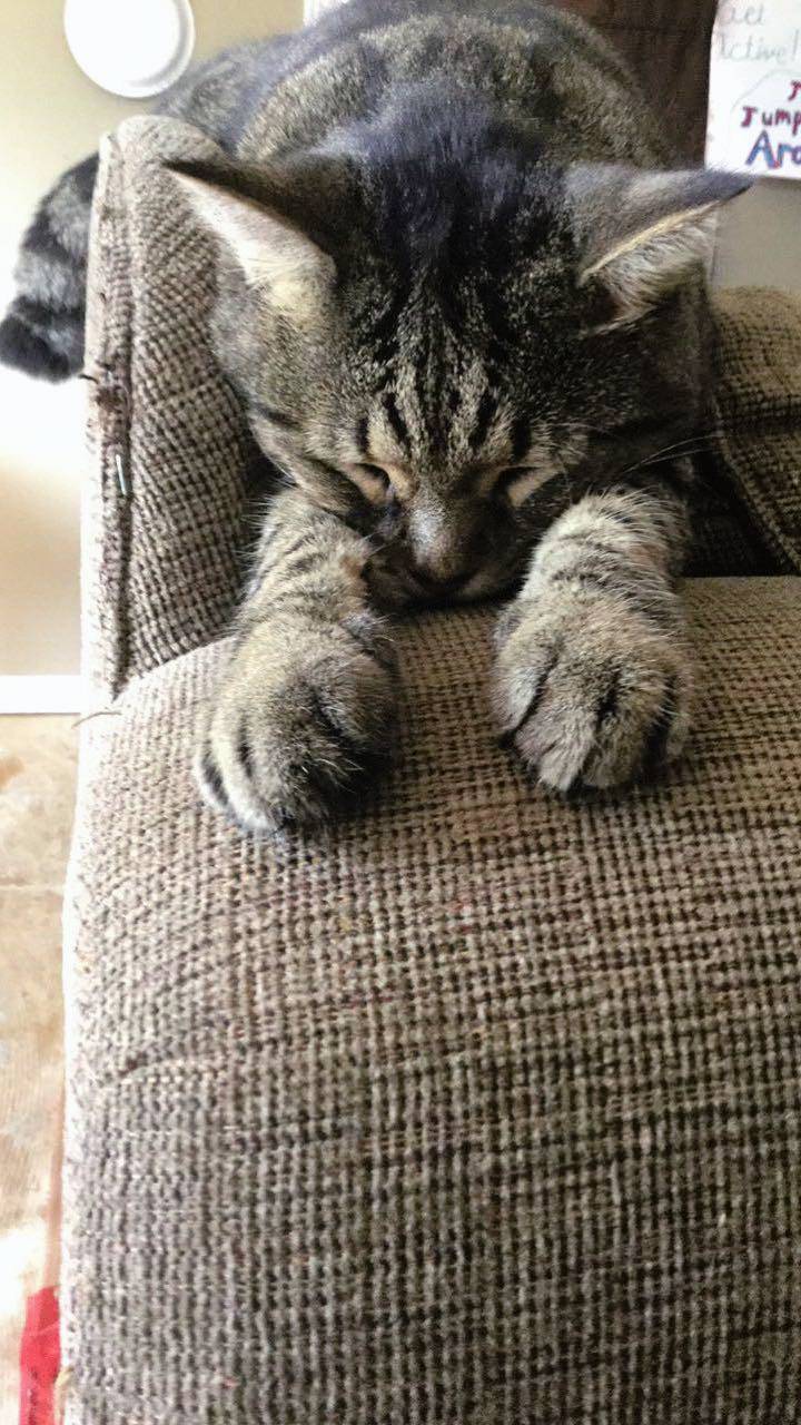 Mufasa napping | Scrolller