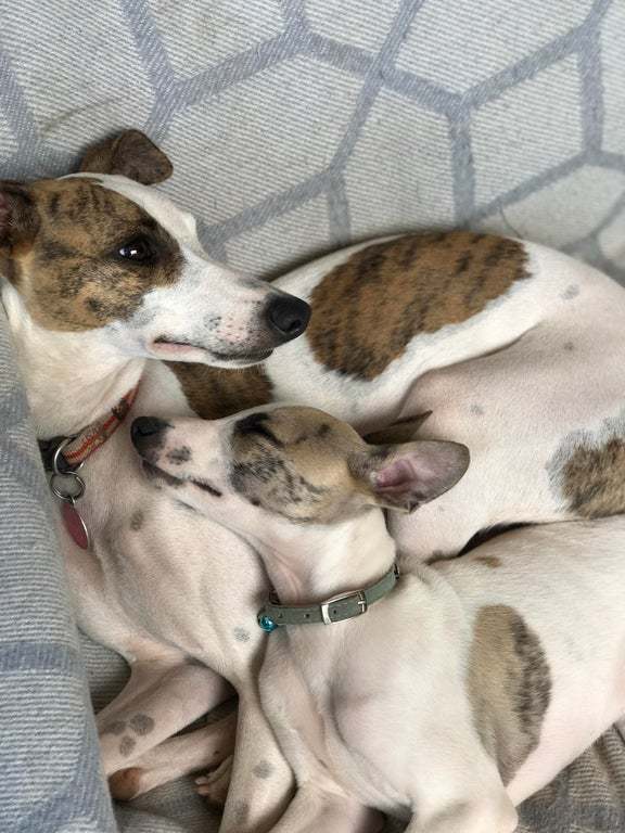 Discover more like Whippets: Mum and son. and Related Content | Scrolller