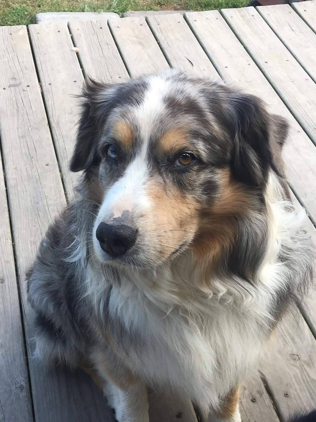 My 14 year old "Max" crossed the rainbow bridge yesterday. | Scrolller