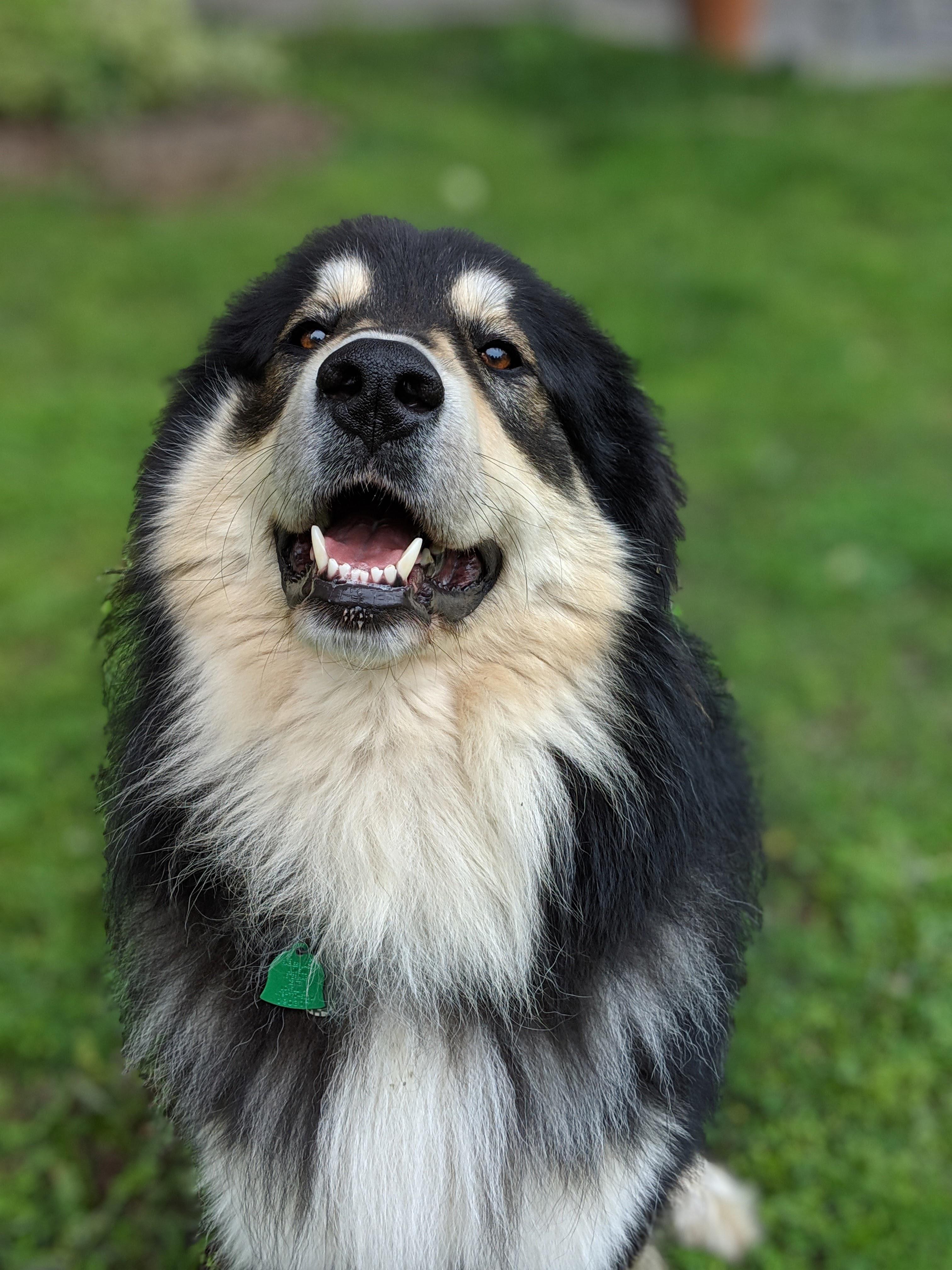 My 3 year old TM, Brody | Scrolller