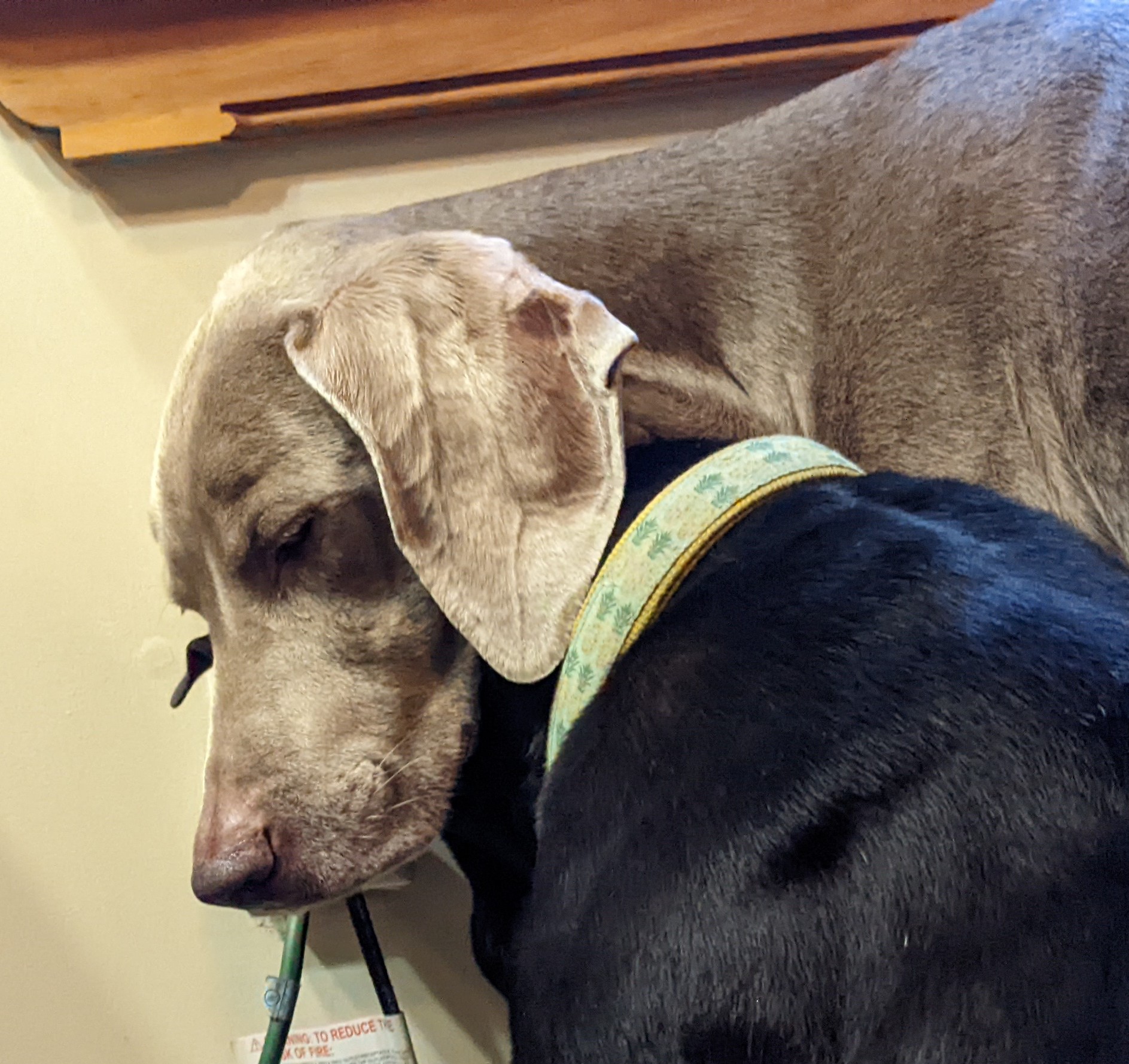 My 9 year old girl comforting the new rescue pup | Scrolller