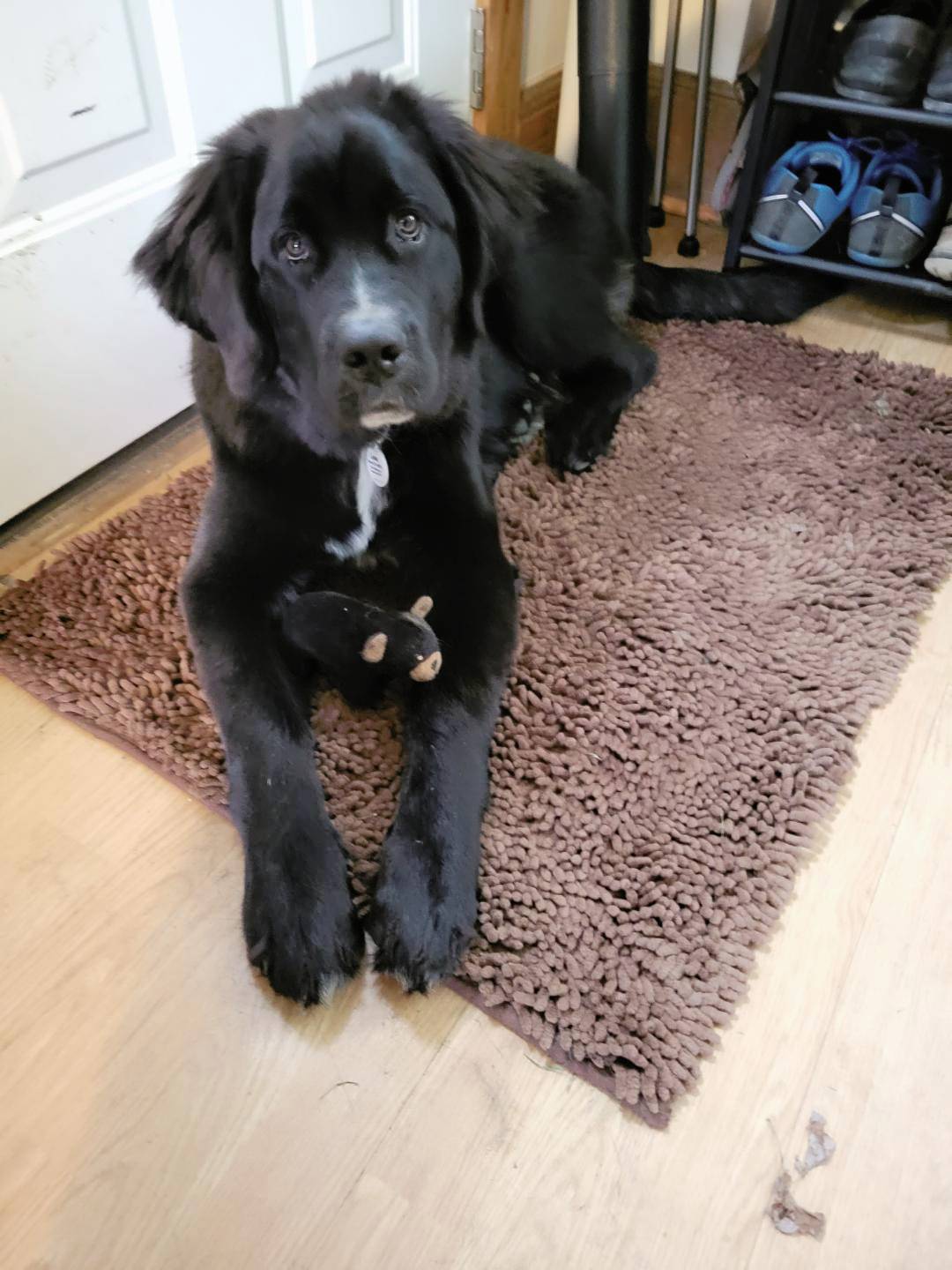 My baby bear Luna with her favorite baby bear. | Scrolller