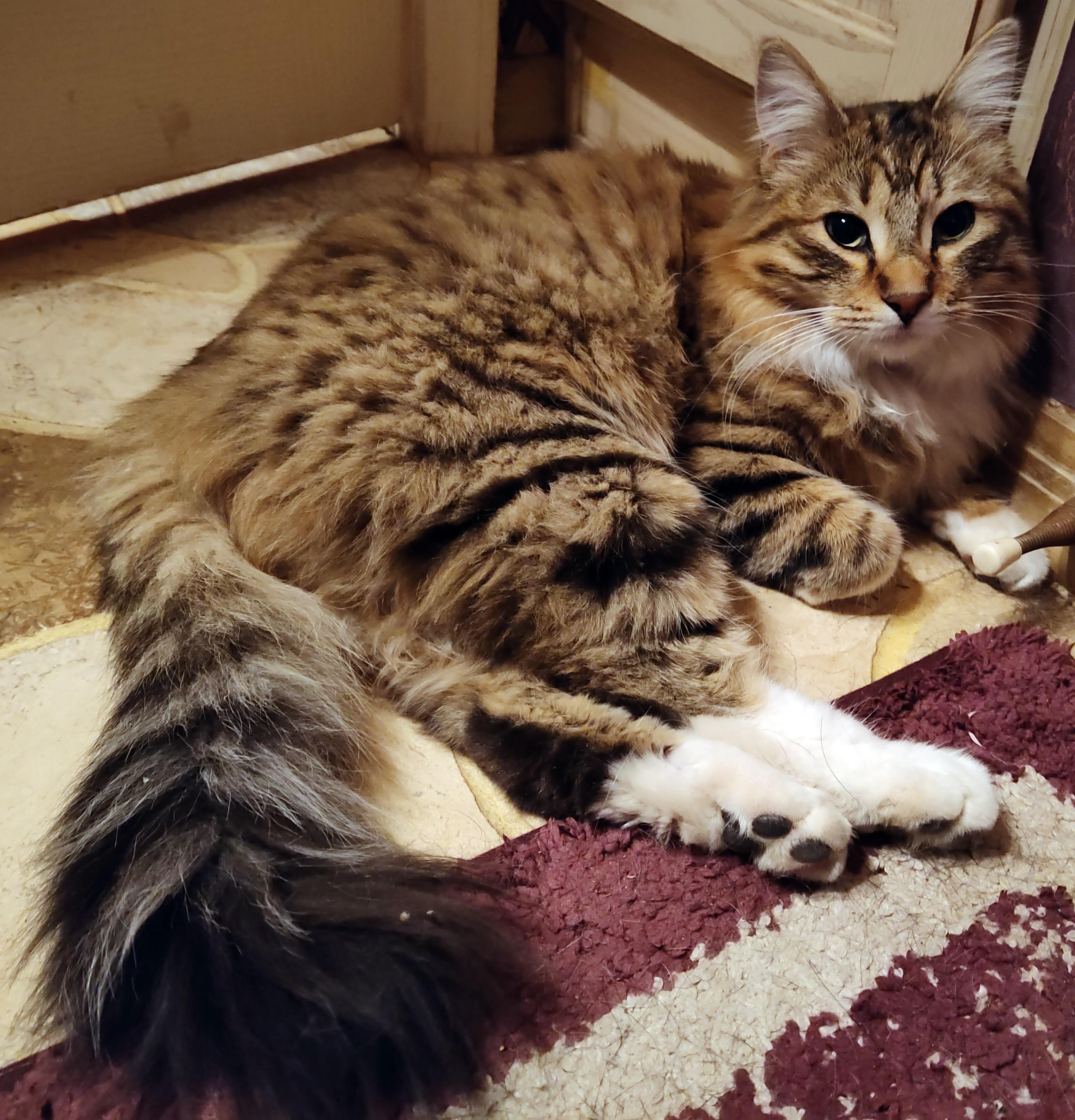 My bathroom cattendant showing off his fluffy and long bottlebrush tail. | Scrolller