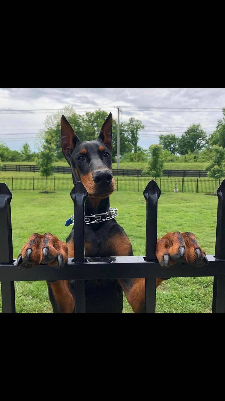 My big boi Boris 🖤 | Scrolller