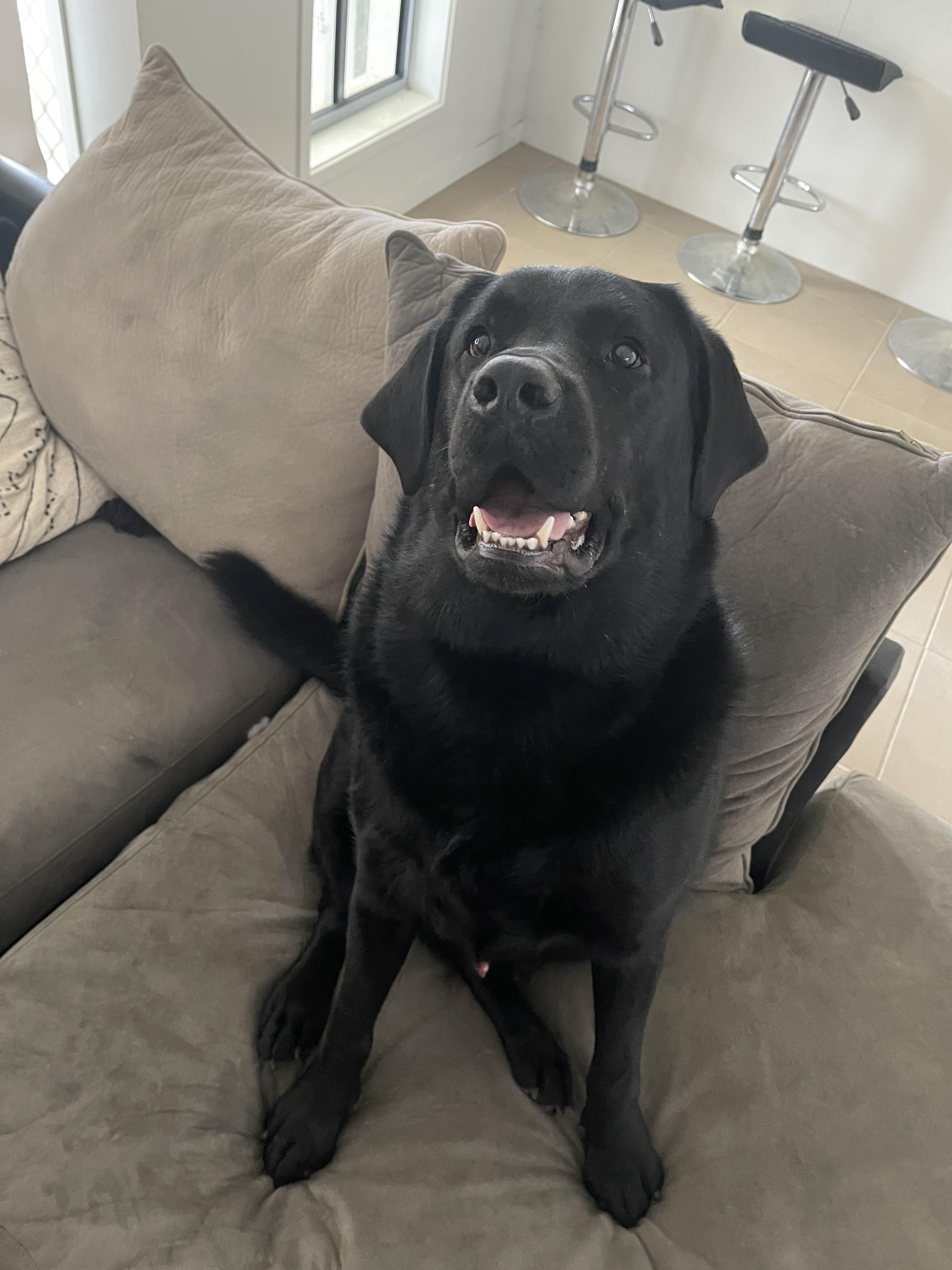 My boy Bentley! | Scrolller