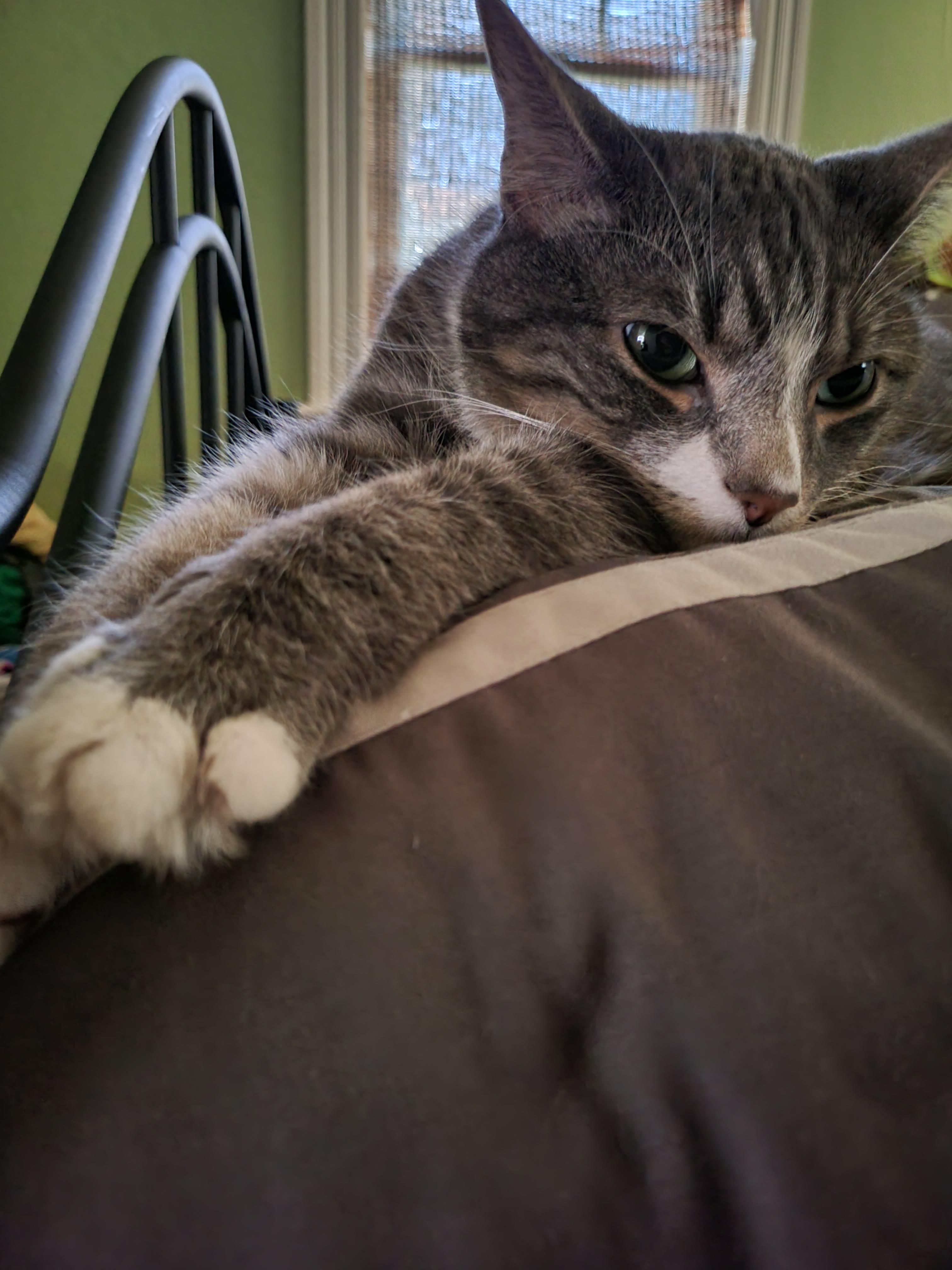 My boy Jake aka Mr.Maow | Scrolller