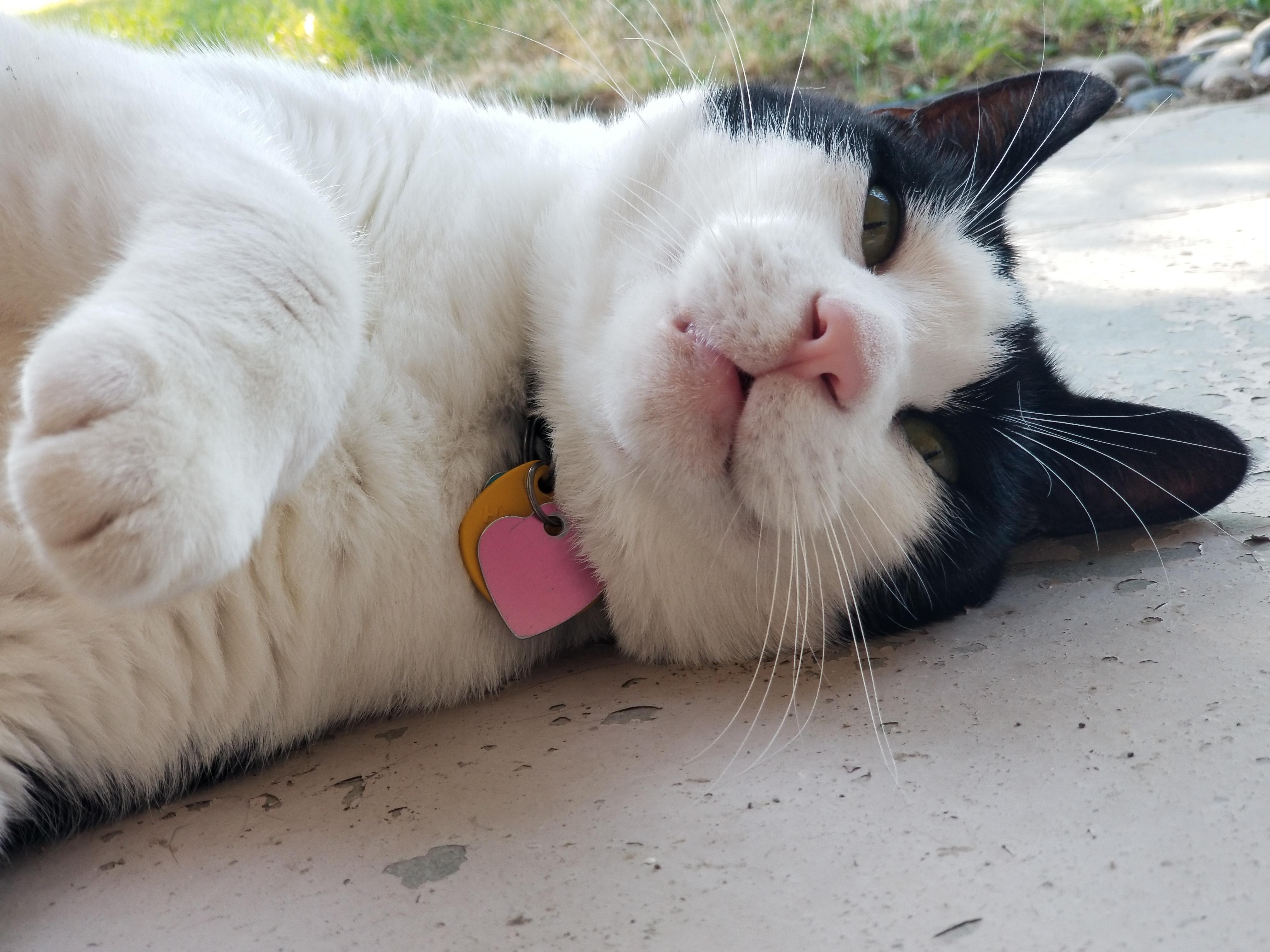 My boy Kitt. | Scrolller