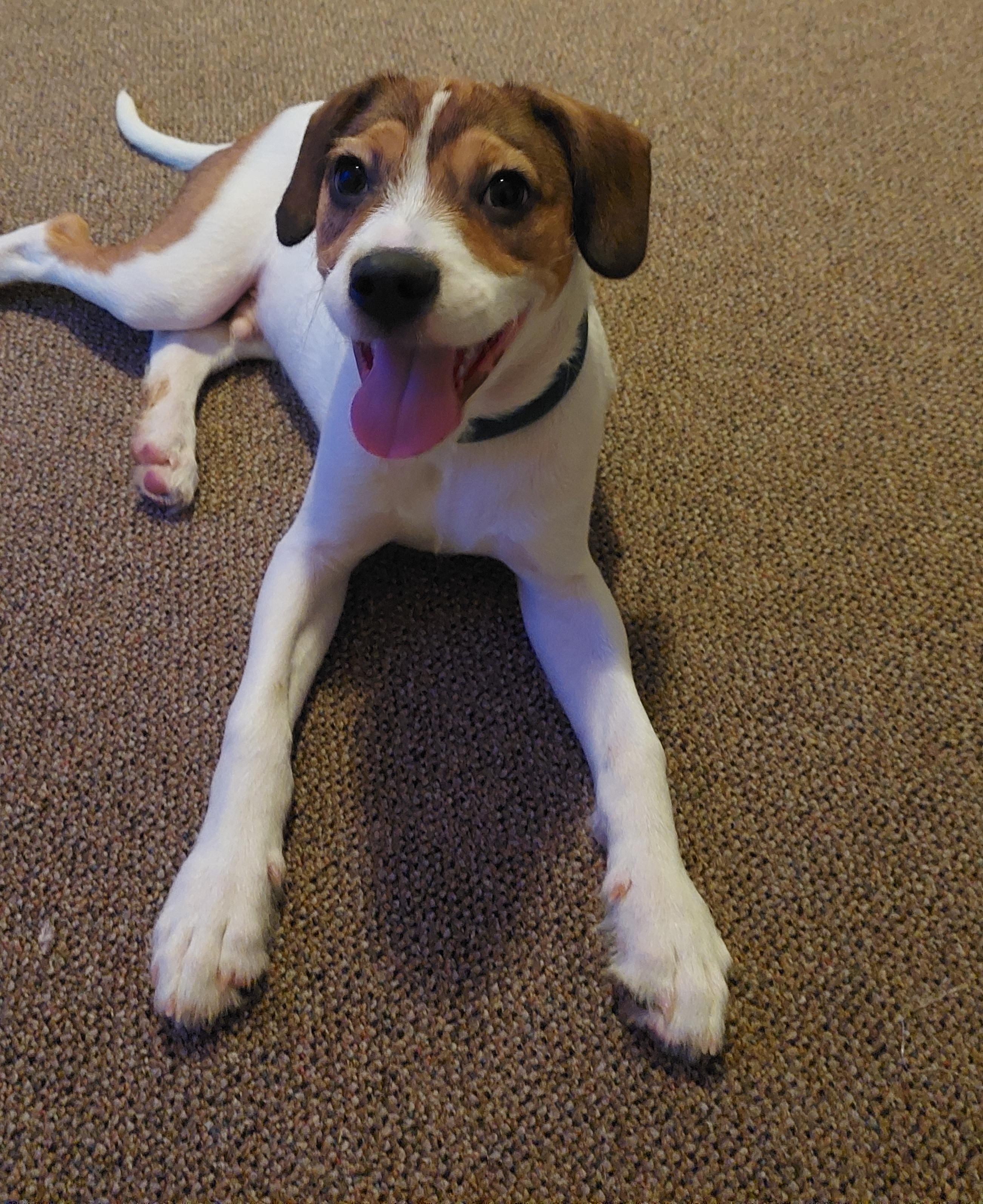 My boy milo just chillin | Scrolller