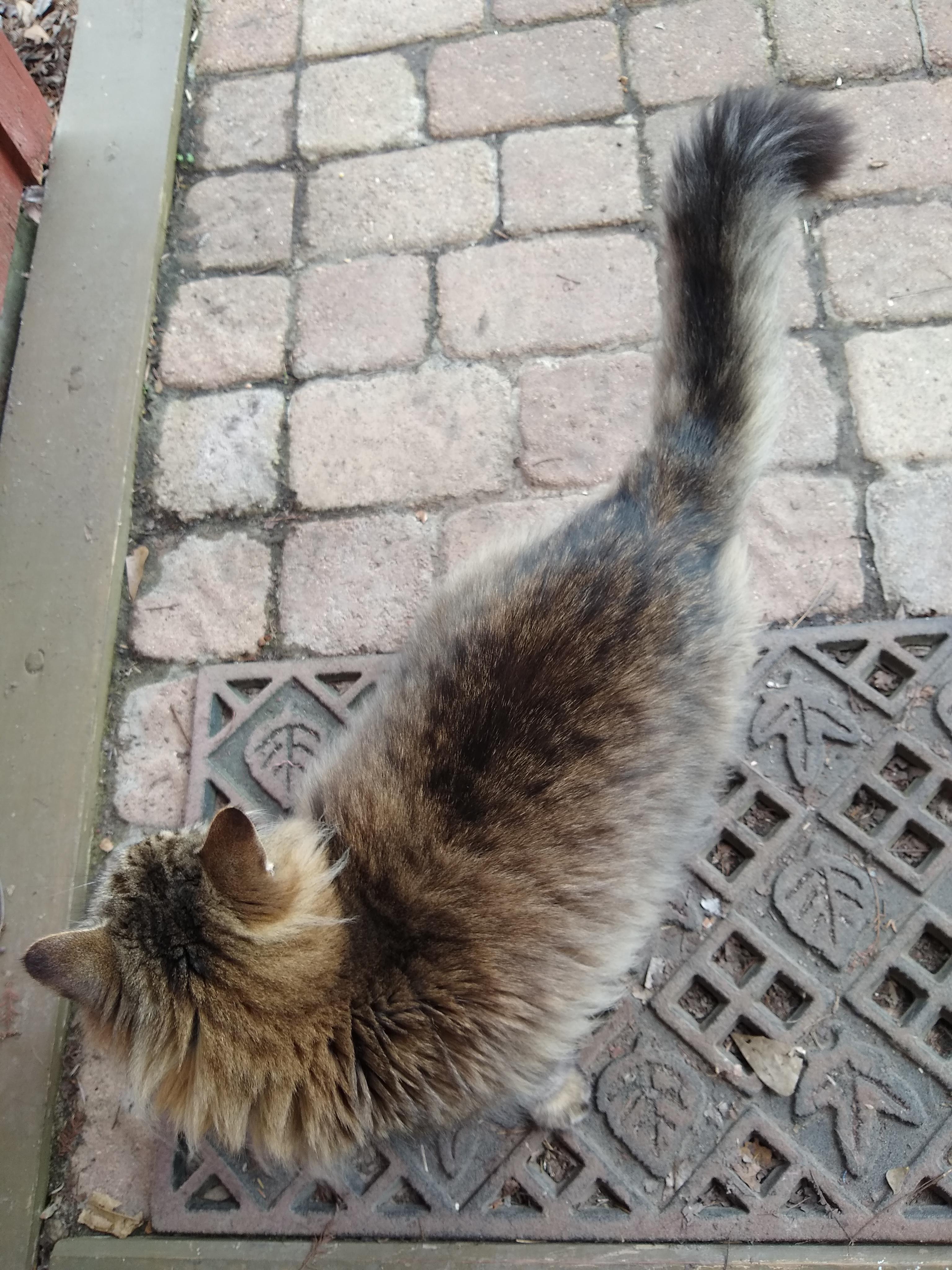 My cat Percy and his floofy tail | Scrolller