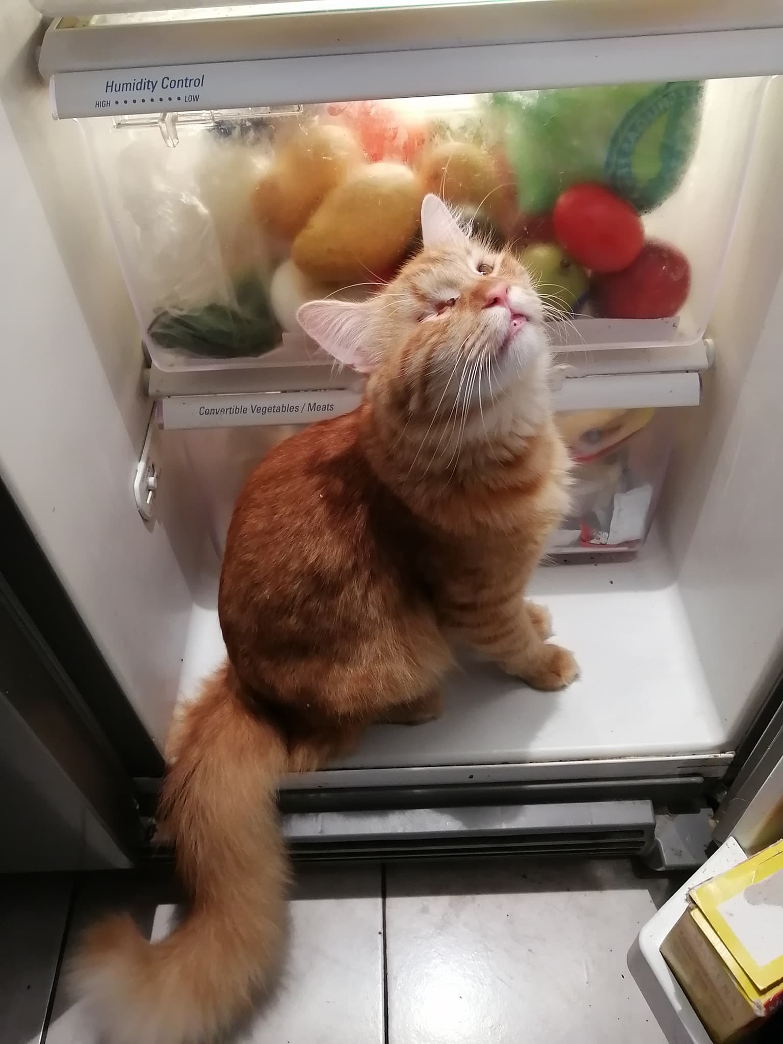 My cat wishing he was cooler | Scrolller