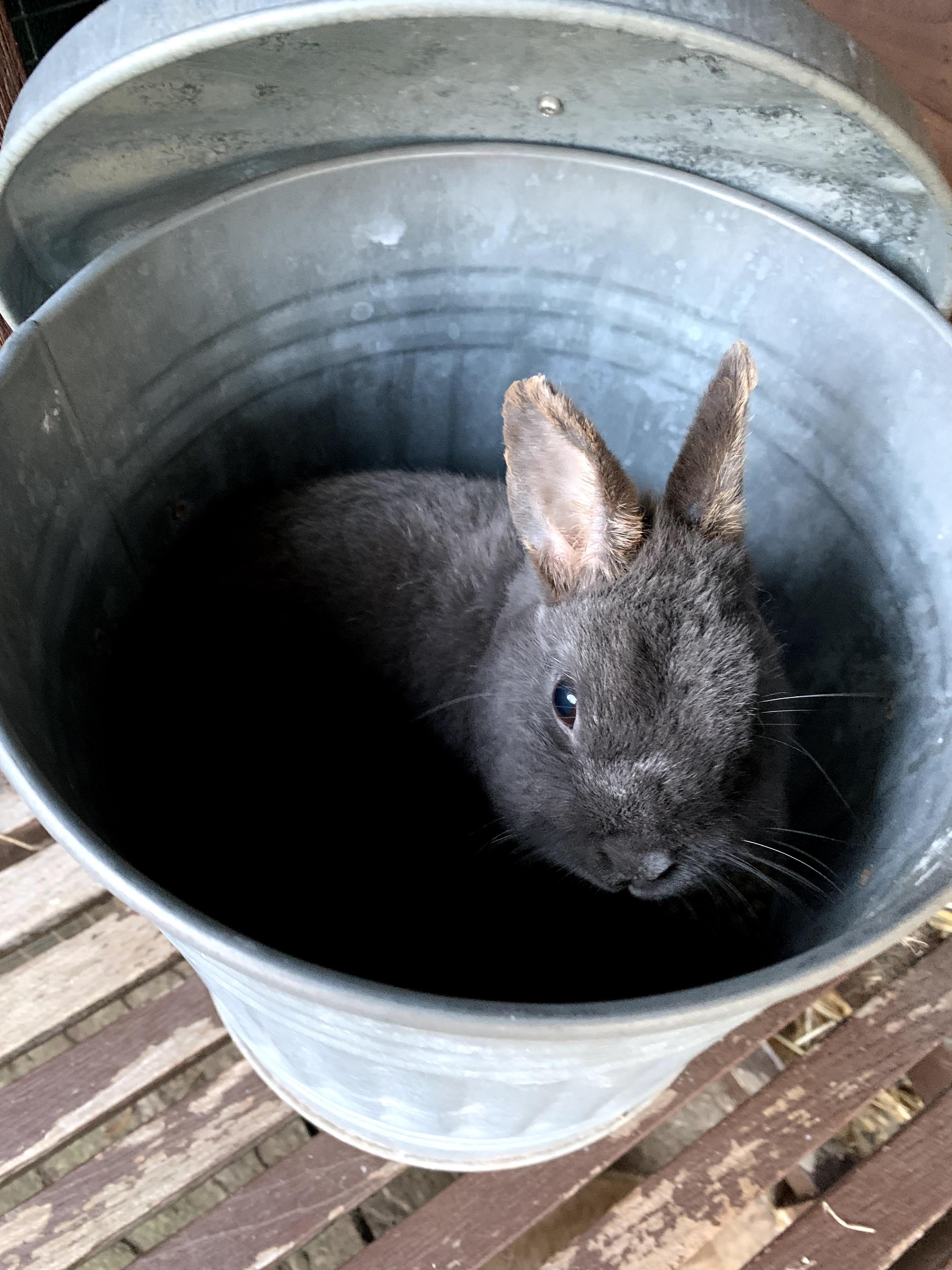My cheeky 11 year old Netherland Dwarf | Scrolller
