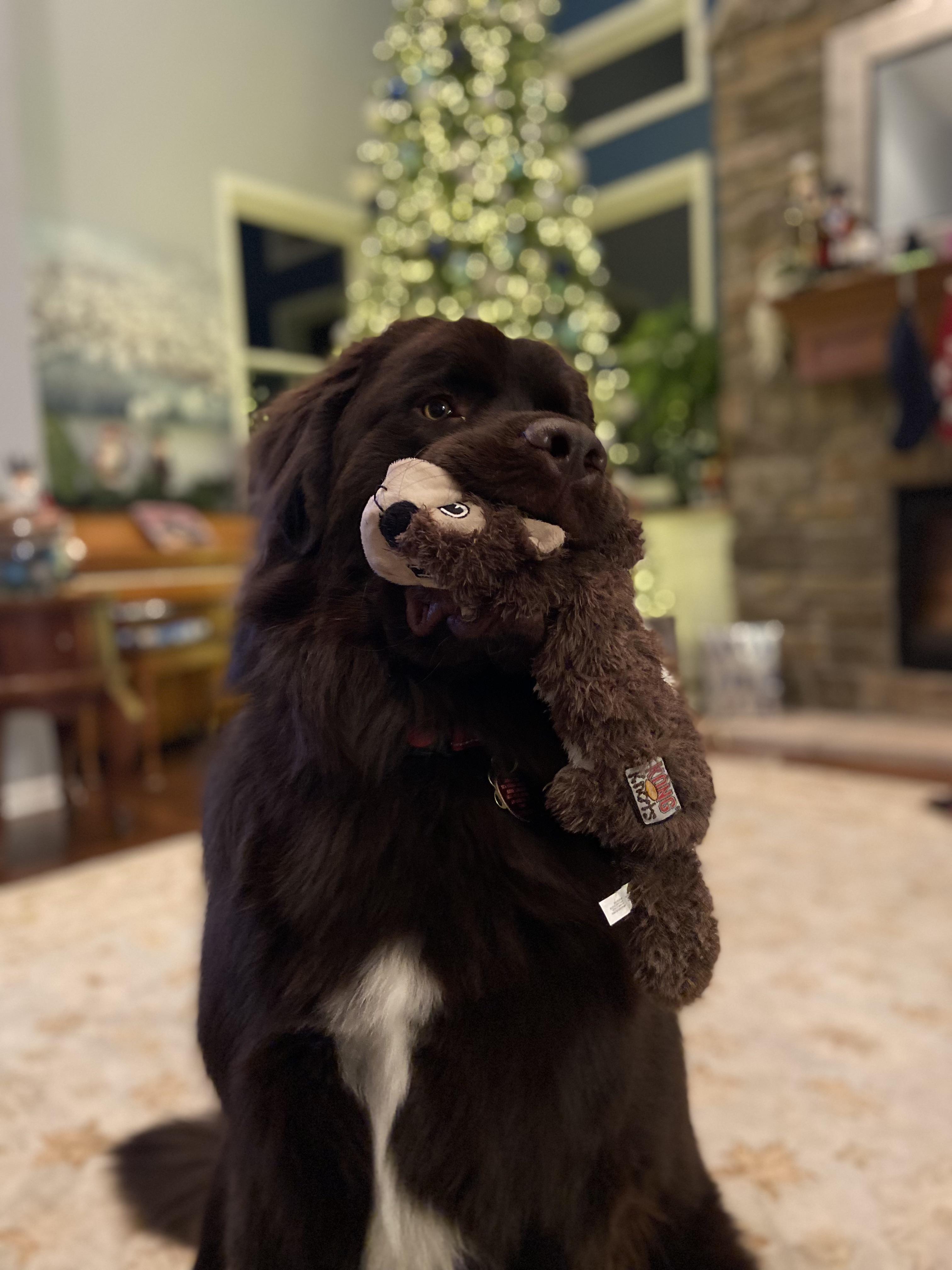 My Dog is Prettier Than Me | Scrolller